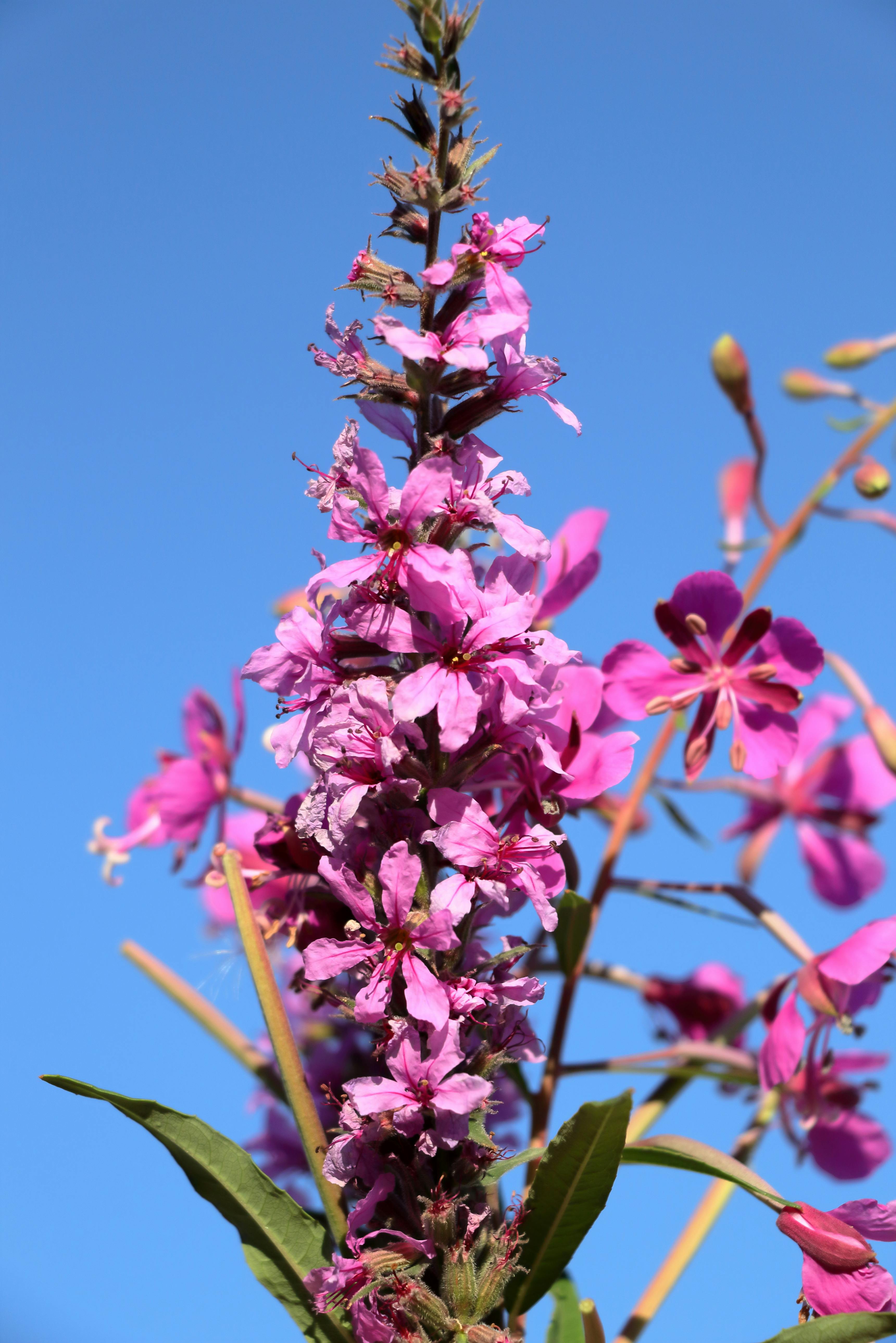 Loopy Background Photos, Download The BEST Free Loopy Background Stock ...