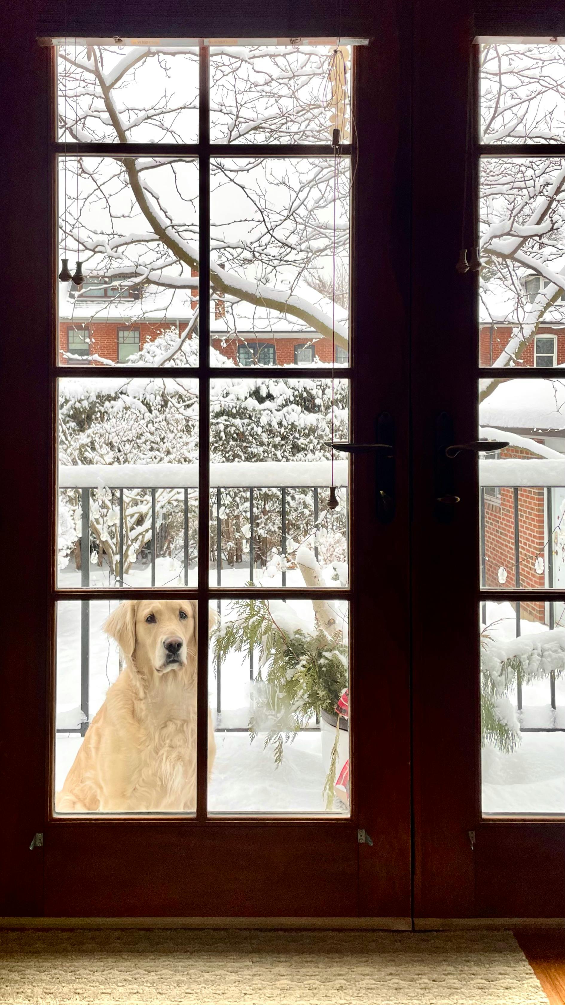 Cute+Kitten+Pfp Photos, Download The BEST Free Cute+Kitten+Pfp Stock ...