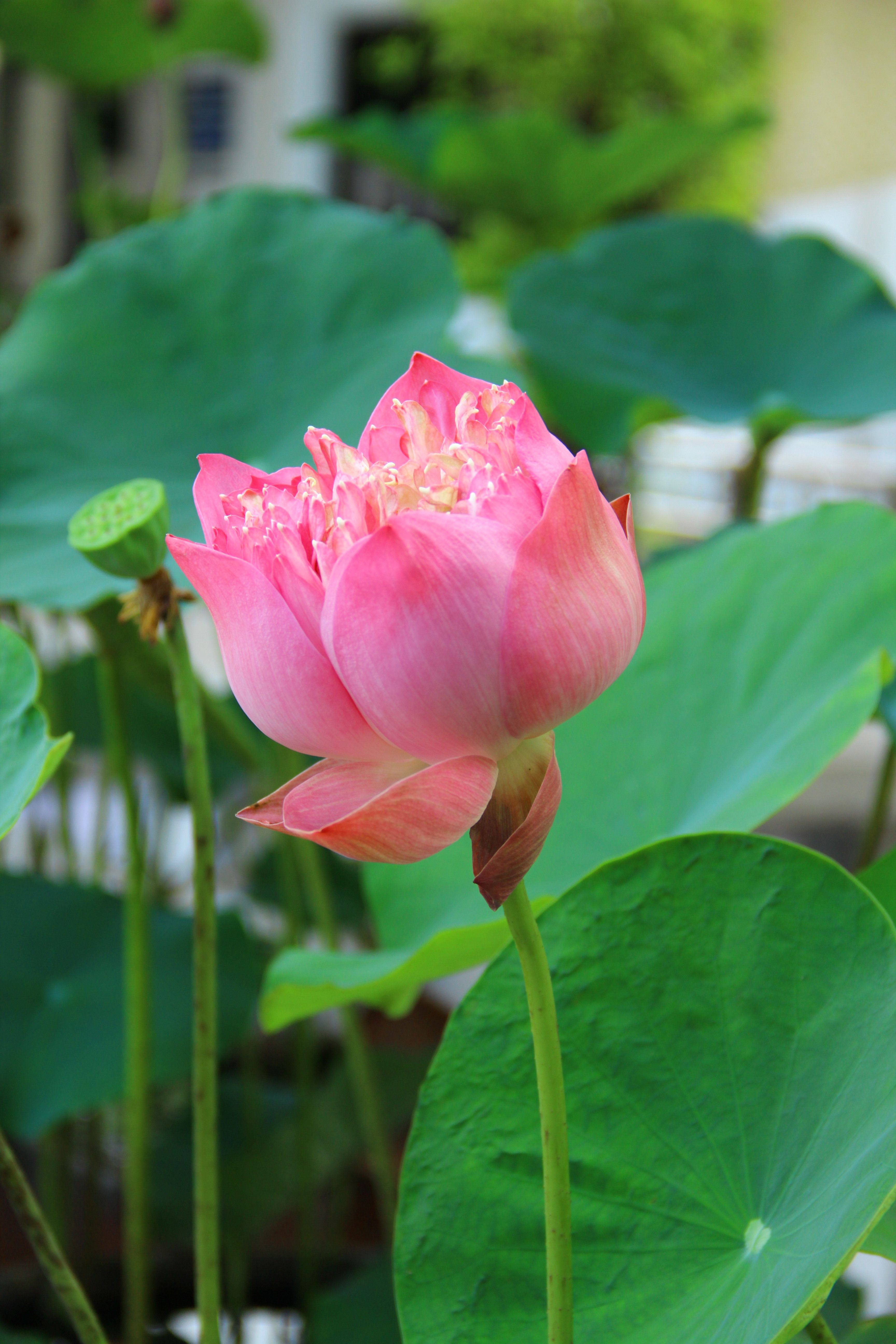 Gulab Flower Photos, Download The BEST Free Gulab Flower Stock Photos ...