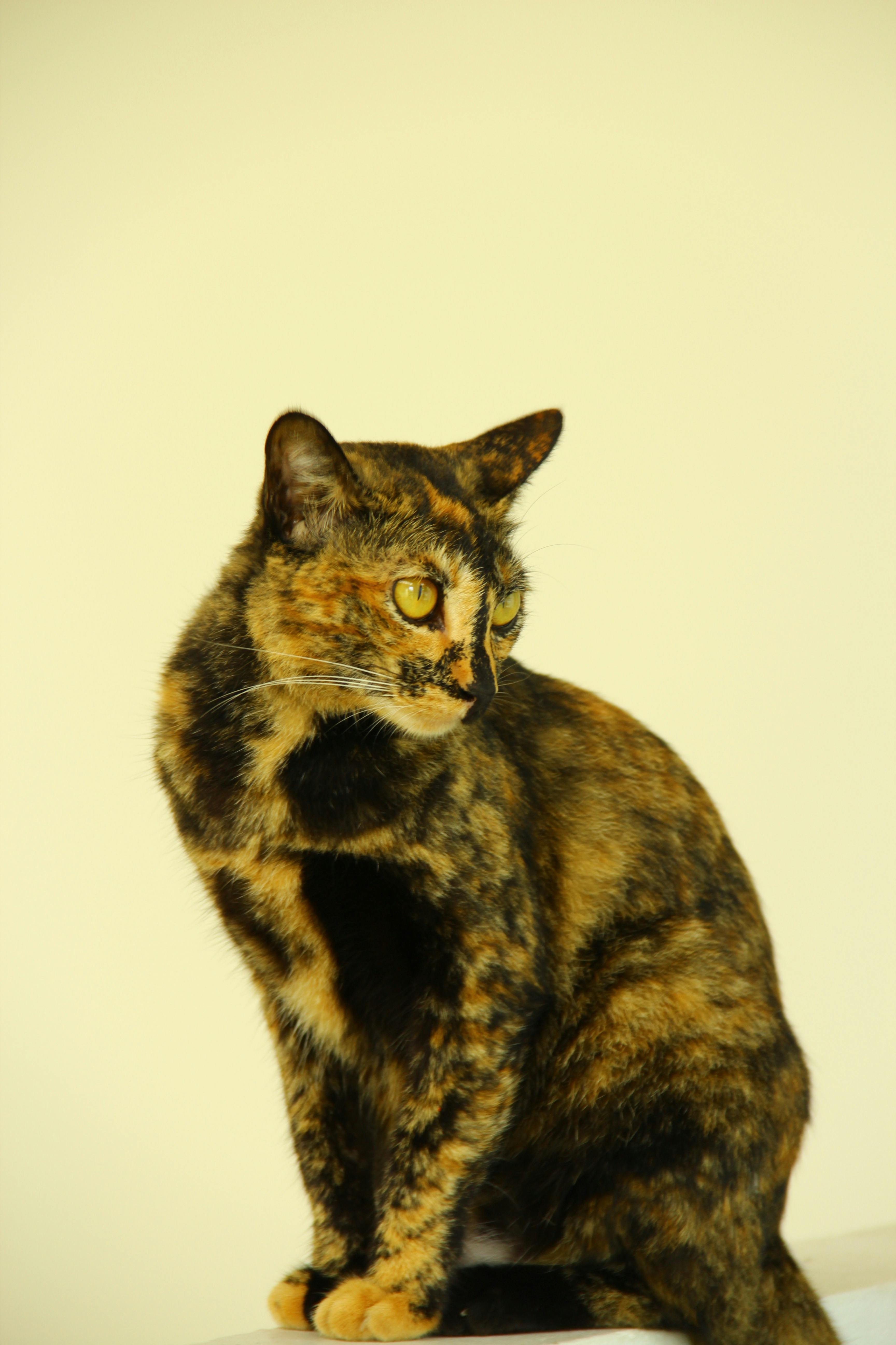 Cute+Kitten+Pfp Photos, Download The BEST Free Cute+Kitten+Pfp Stock ...