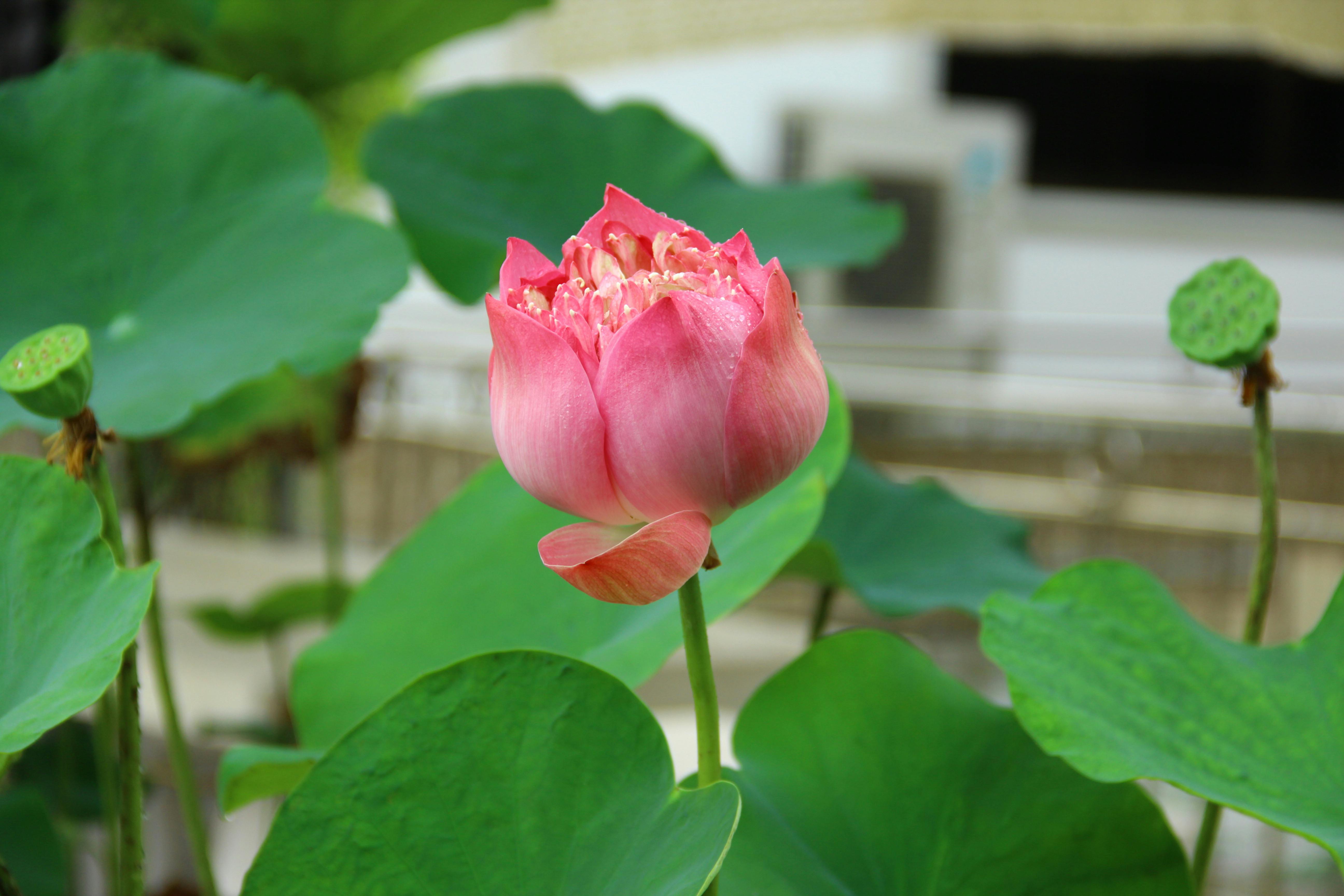 Gulab Flower Photos, Download The BEST Free Gulab Flower Stock Photos ...