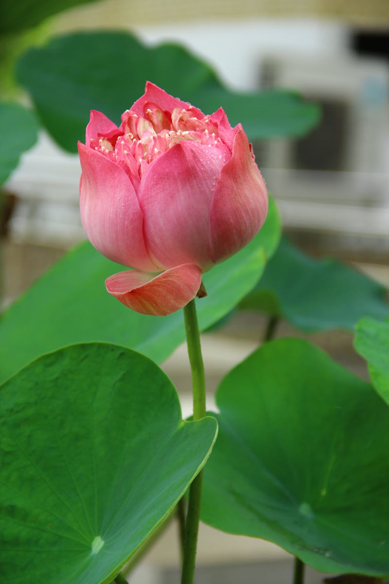 Unsplashed+Images Photos, Download The BEST Free Unsplashed+Images ...