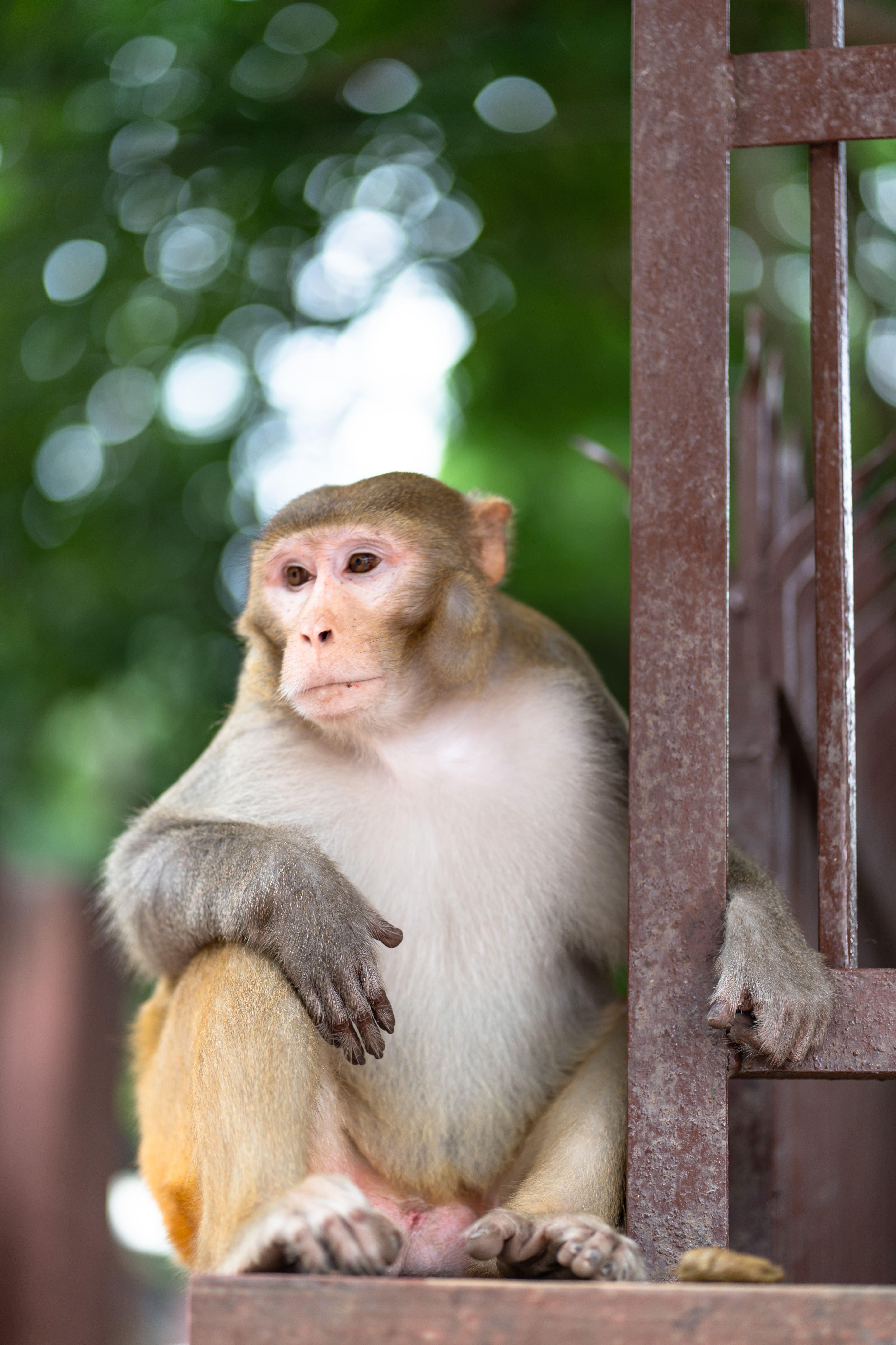 Forest Animals Printables Photos, Download The BEST Free Forest Animals ...