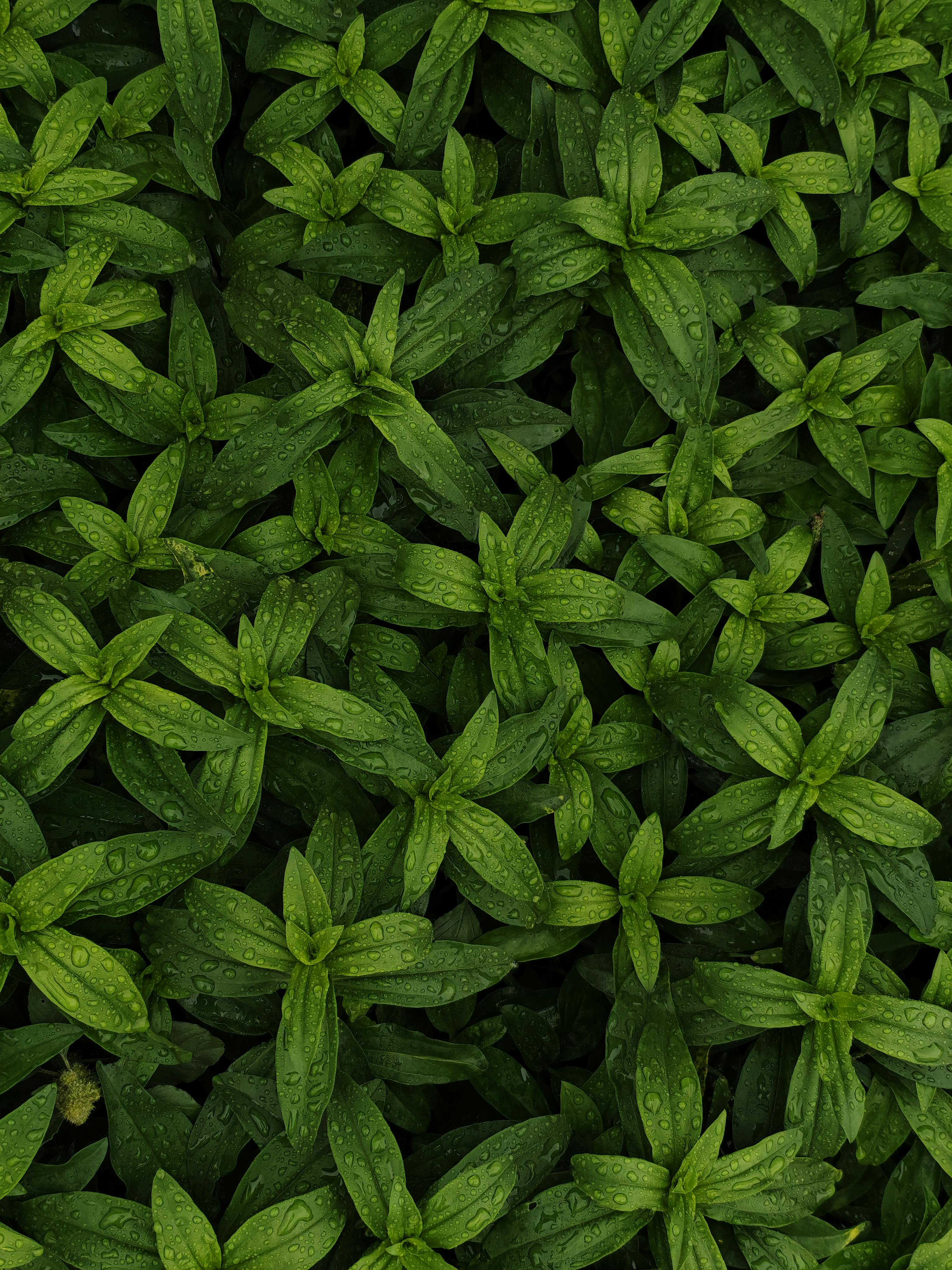 Loopy Background Photos, Download The BEST Free Loopy Background Stock ...