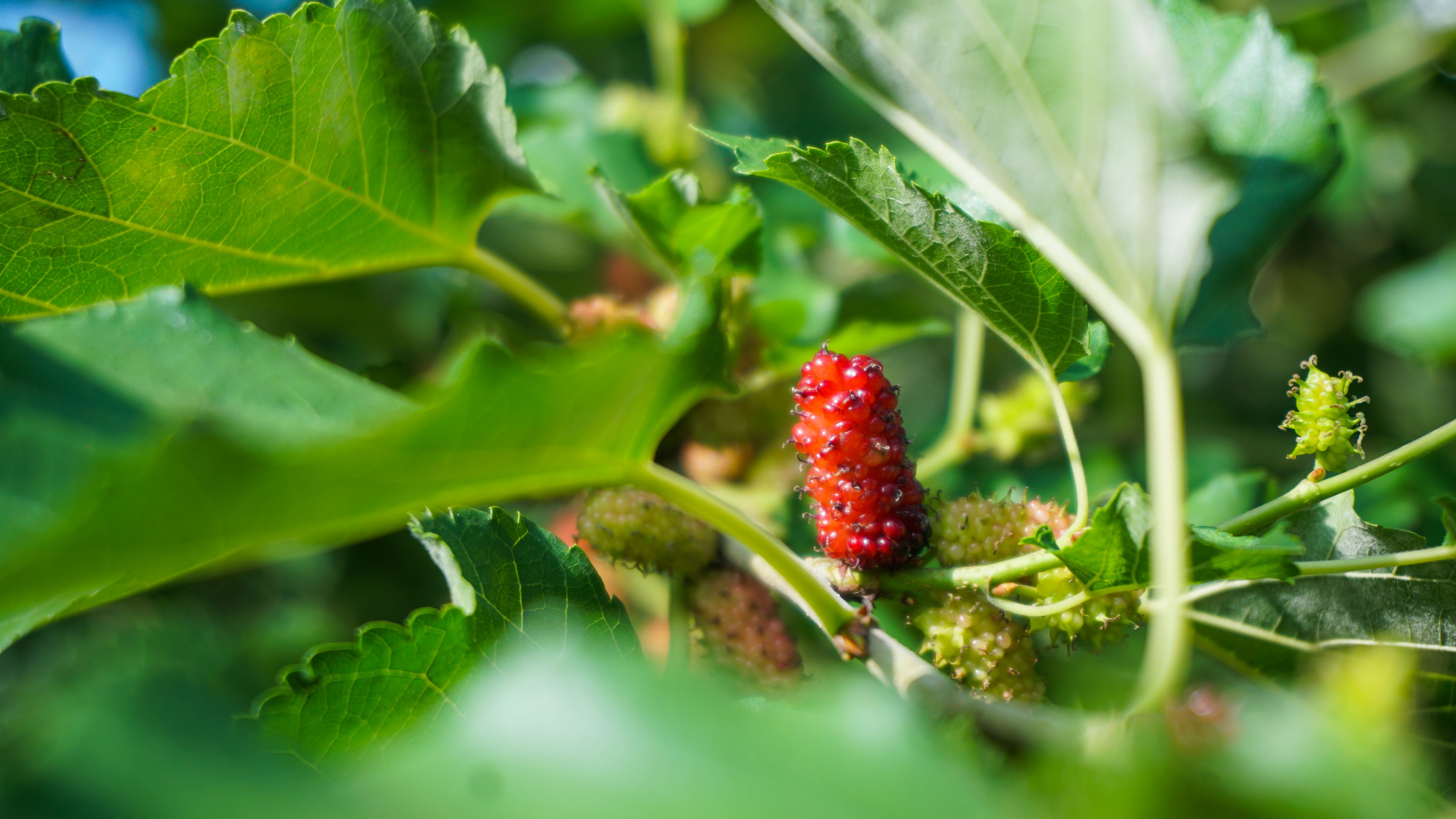 Mulberry Photos, Download The BEST Free Mulberry Stock Photos & HD Images