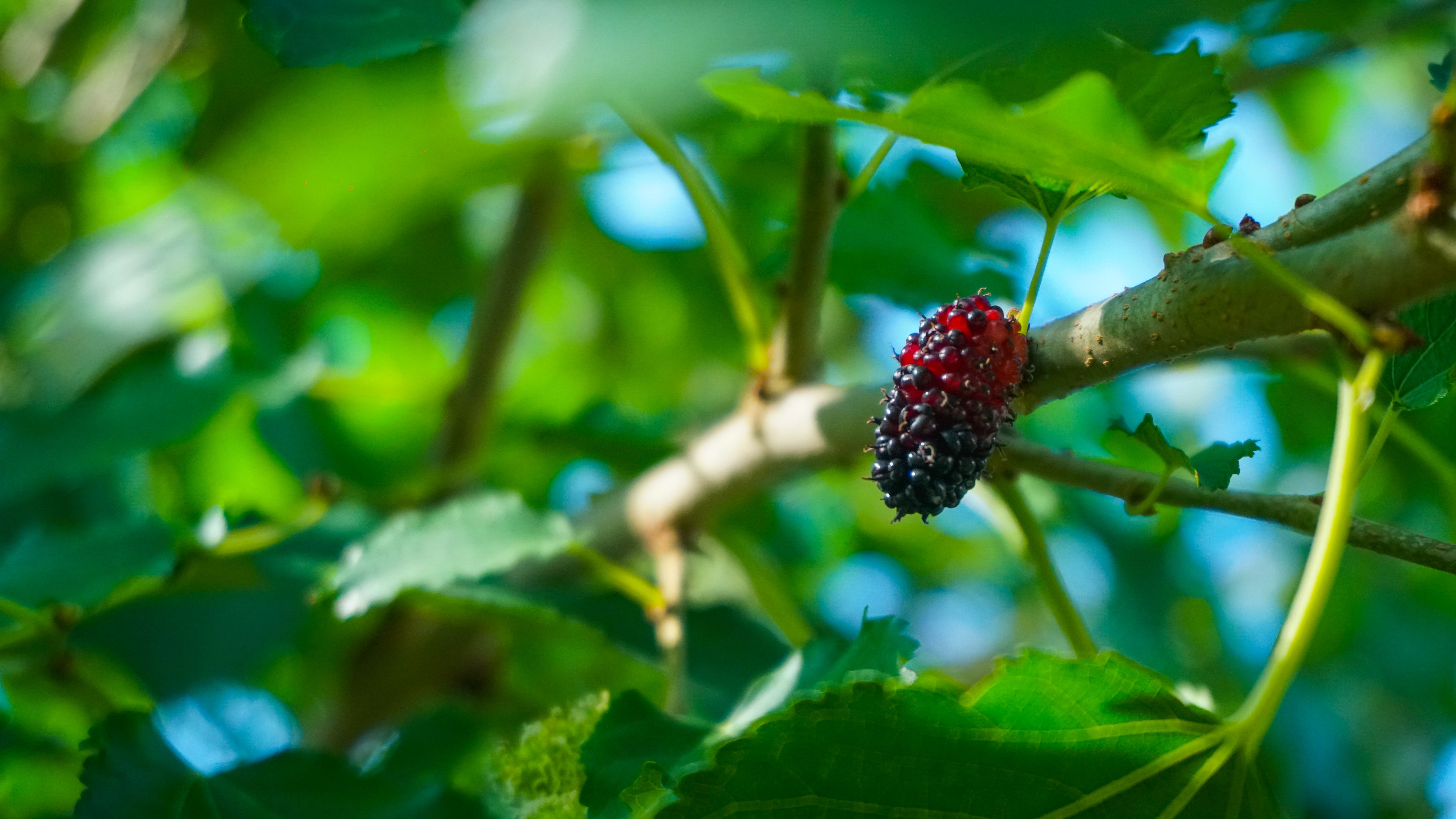Mulberry Photos, Download The BEST Free Mulberry Stock Photos & HD Images