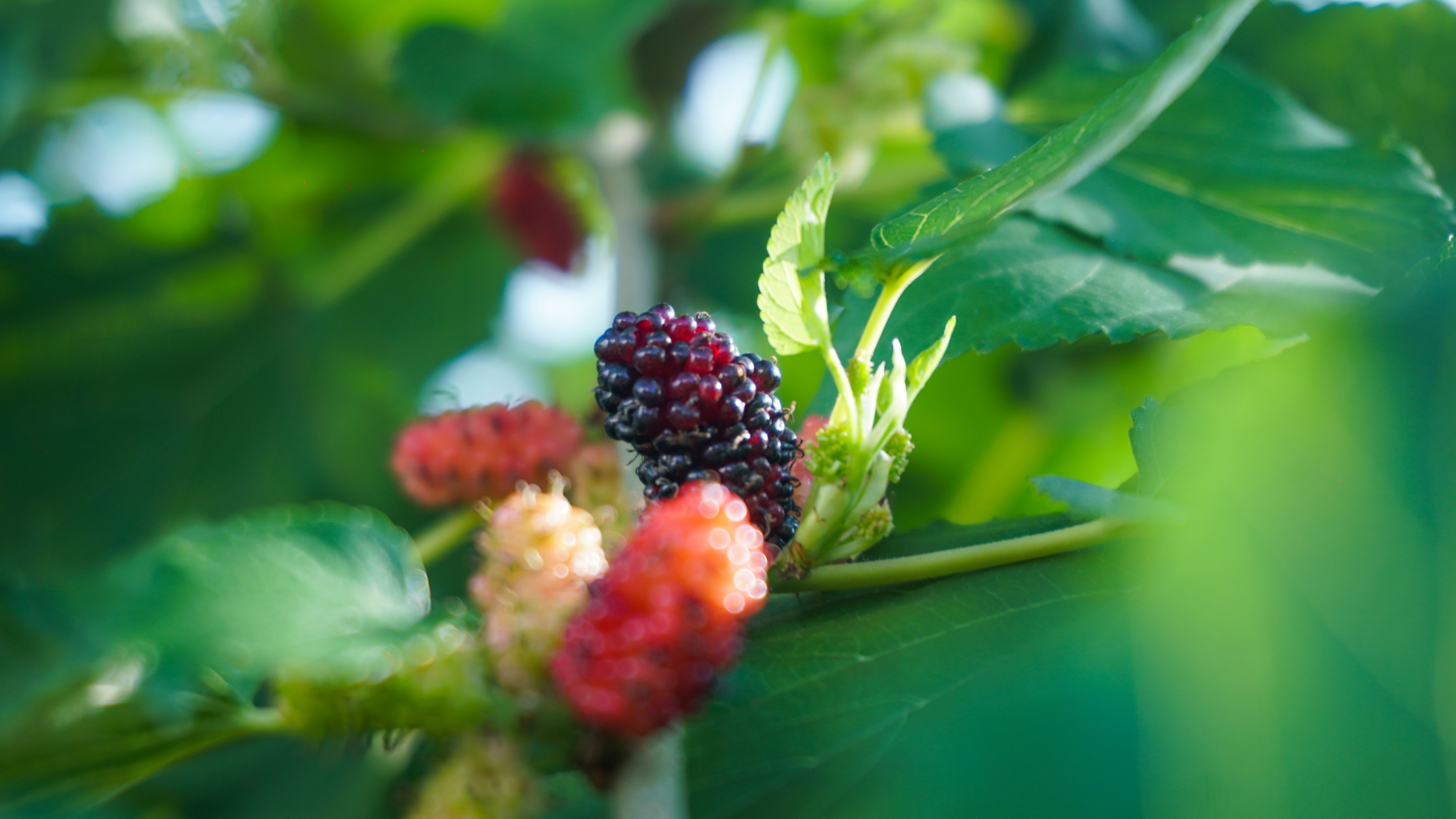 Close-up of Ripe Mulberries on Lush Green Leaves · Free Stock Photo