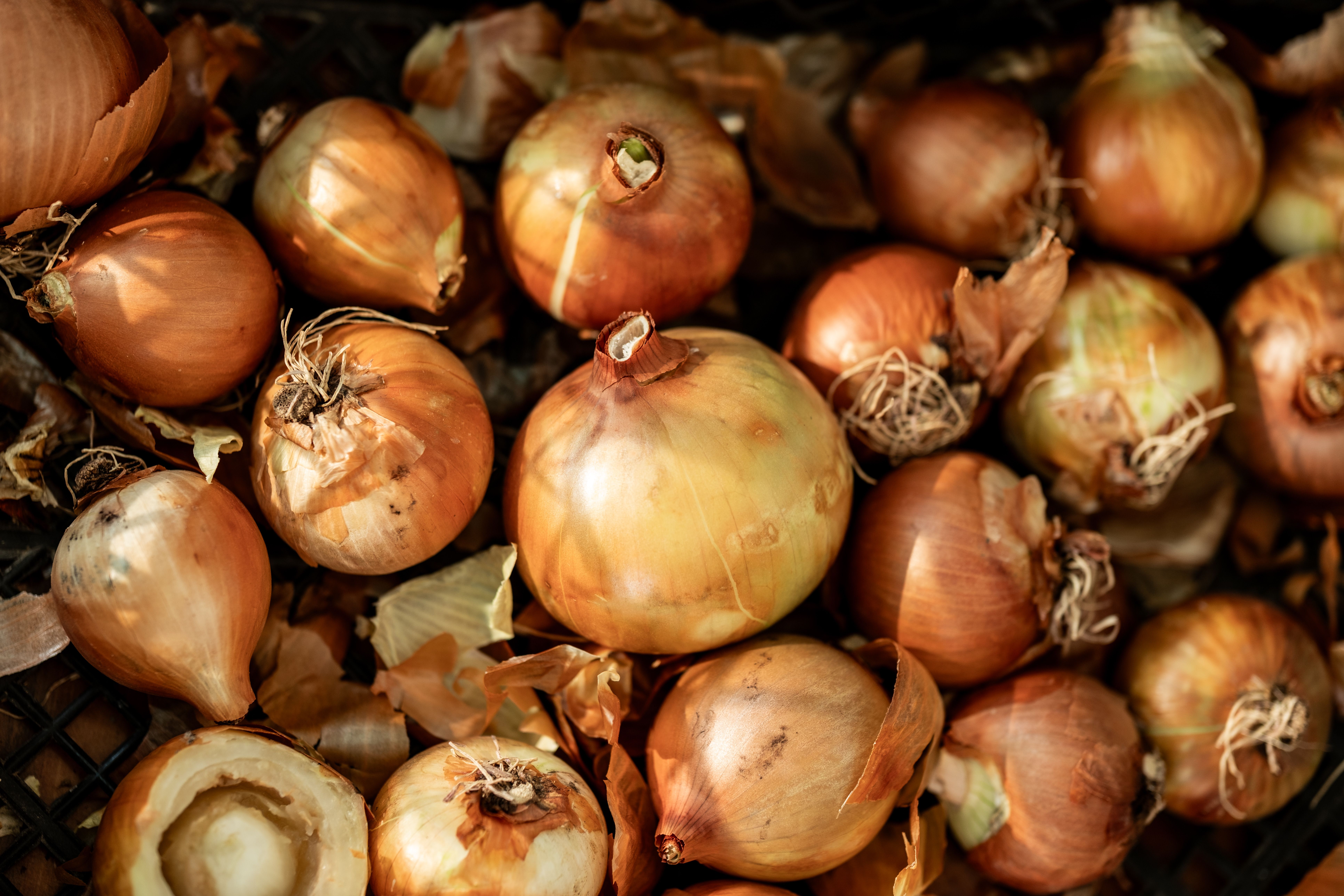 Onions Images Photos, Download The BEST Free Onions Images Stock Photos ...
