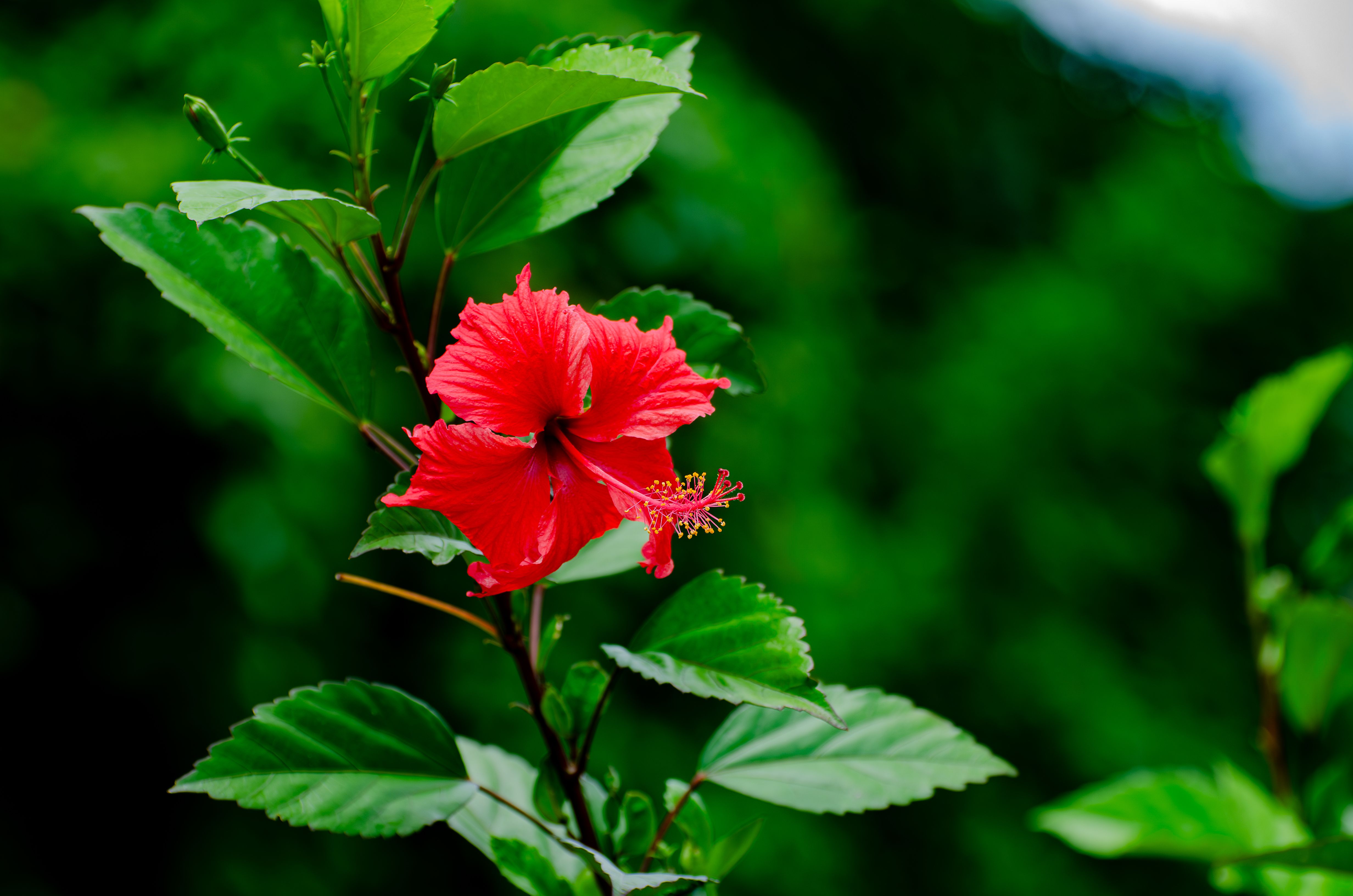 Dying Hibiscus Photos, Download The BEST Free Dying Hibiscus Stock ...