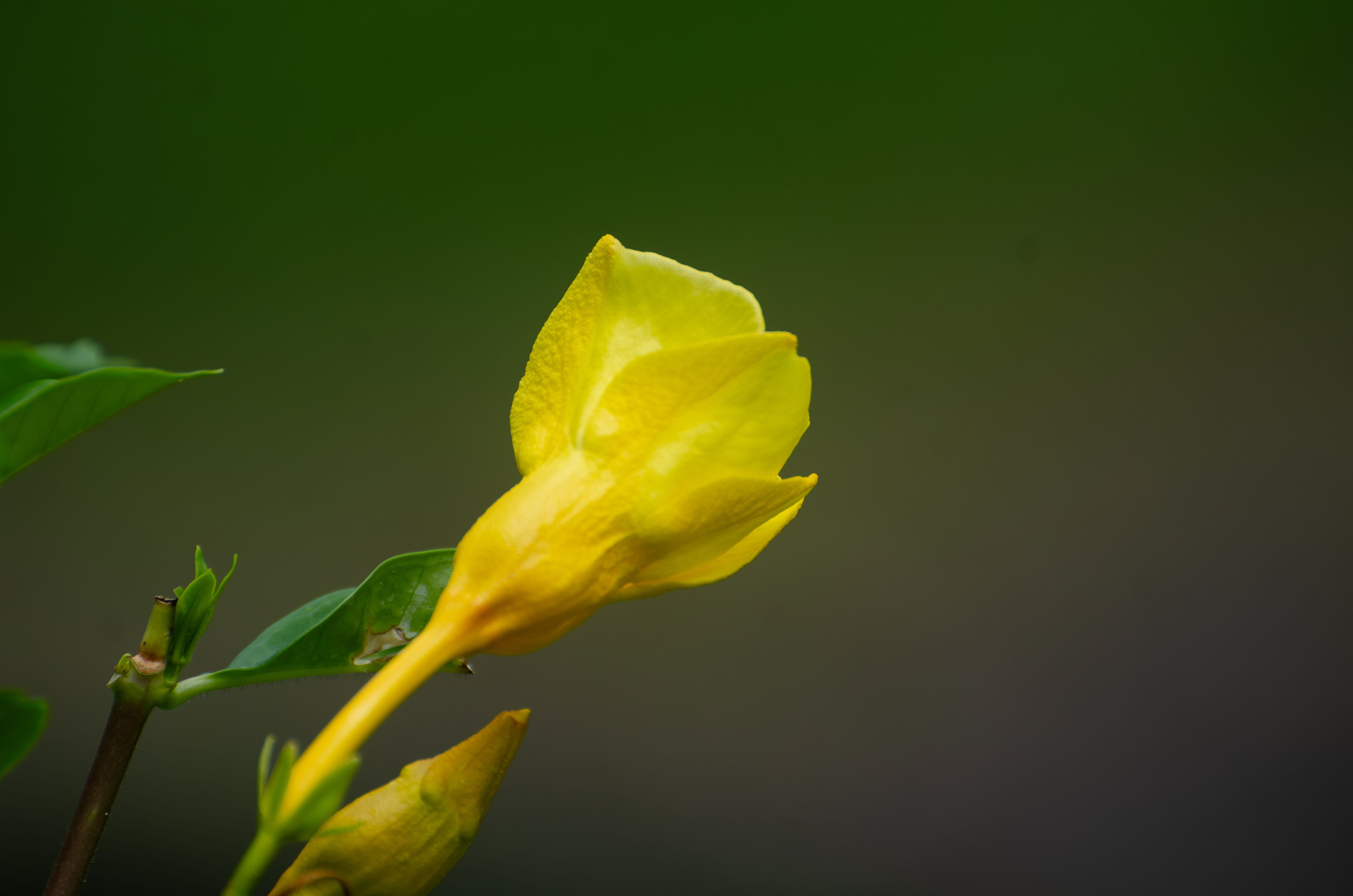 Close-Up of Yellow Allamanda Flower in Nature · Free Stock Photo