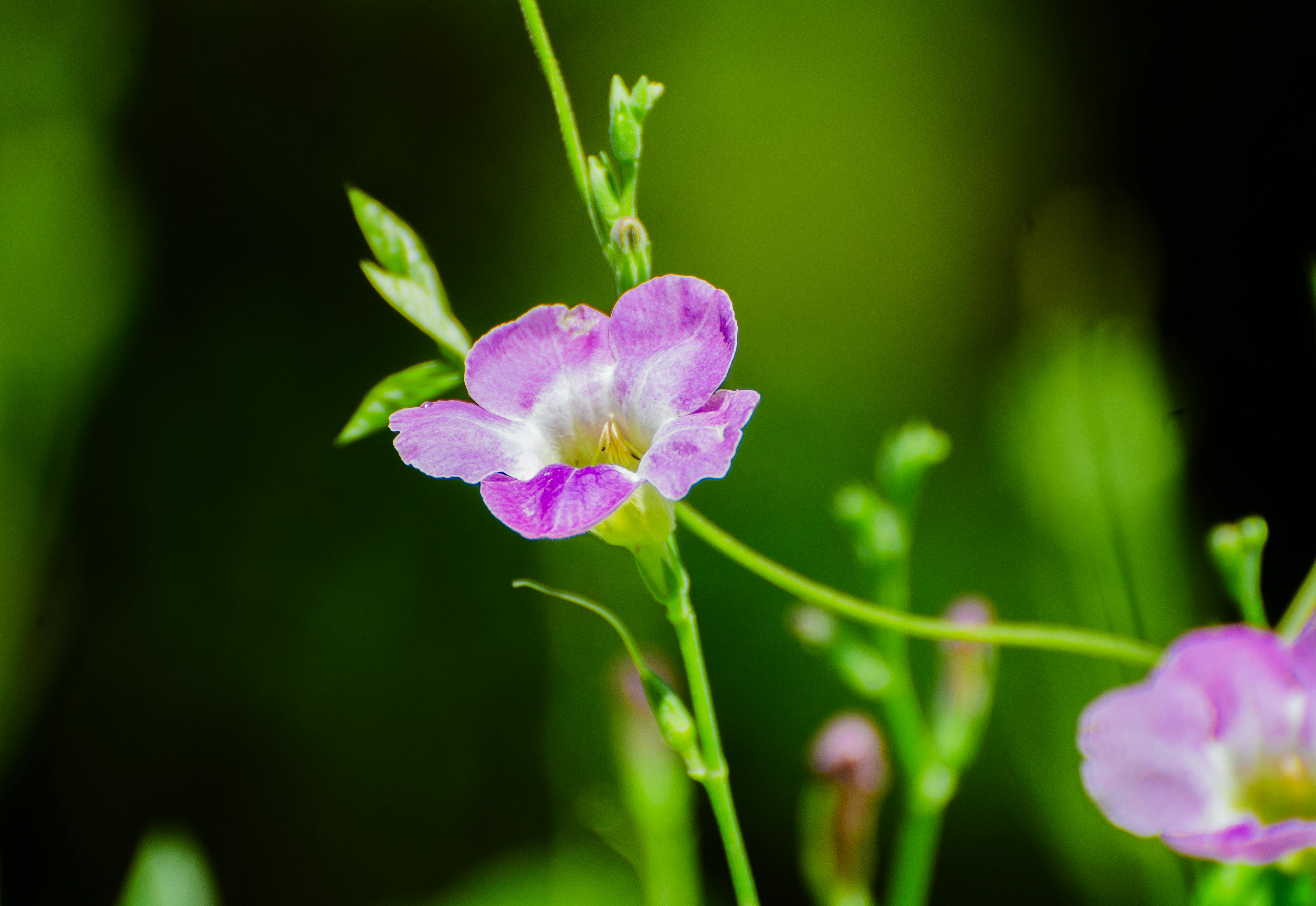 Football Aesthetic Photos, Download The BEST Free Football Aesthetic ...