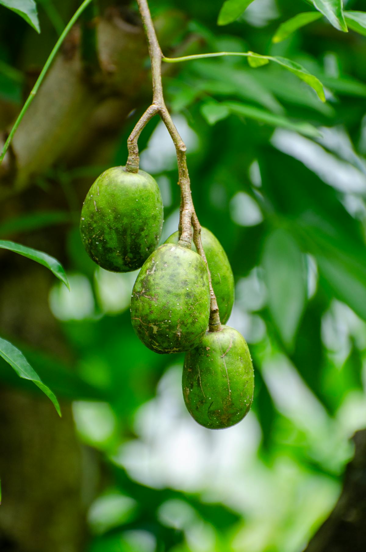 Fruits Images Photos, Download The BEST Free Fruits Images Stock Photos ...