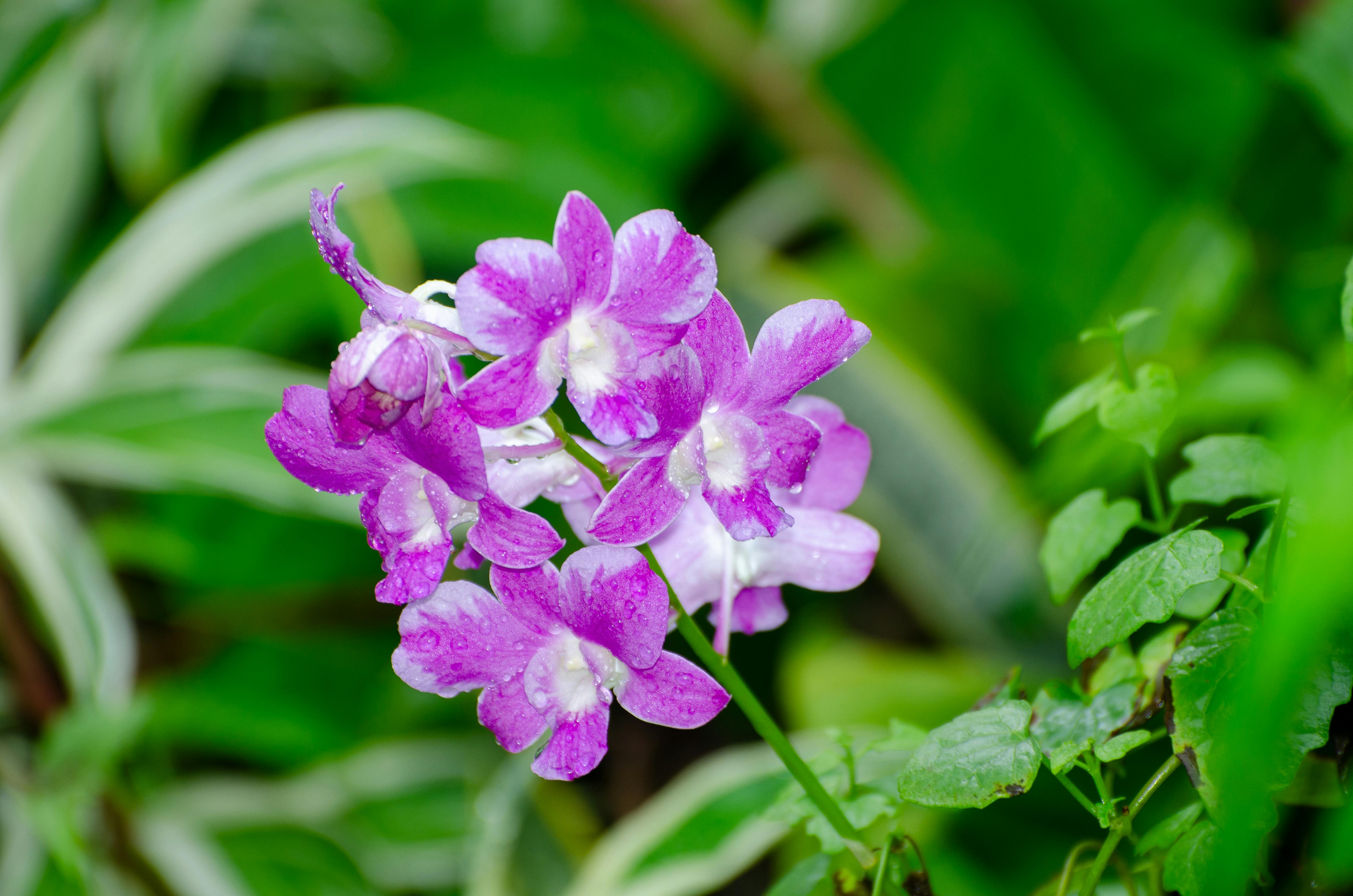 Gulab Flower Photos, Download The BEST Free Gulab Flower Stock Photos ...