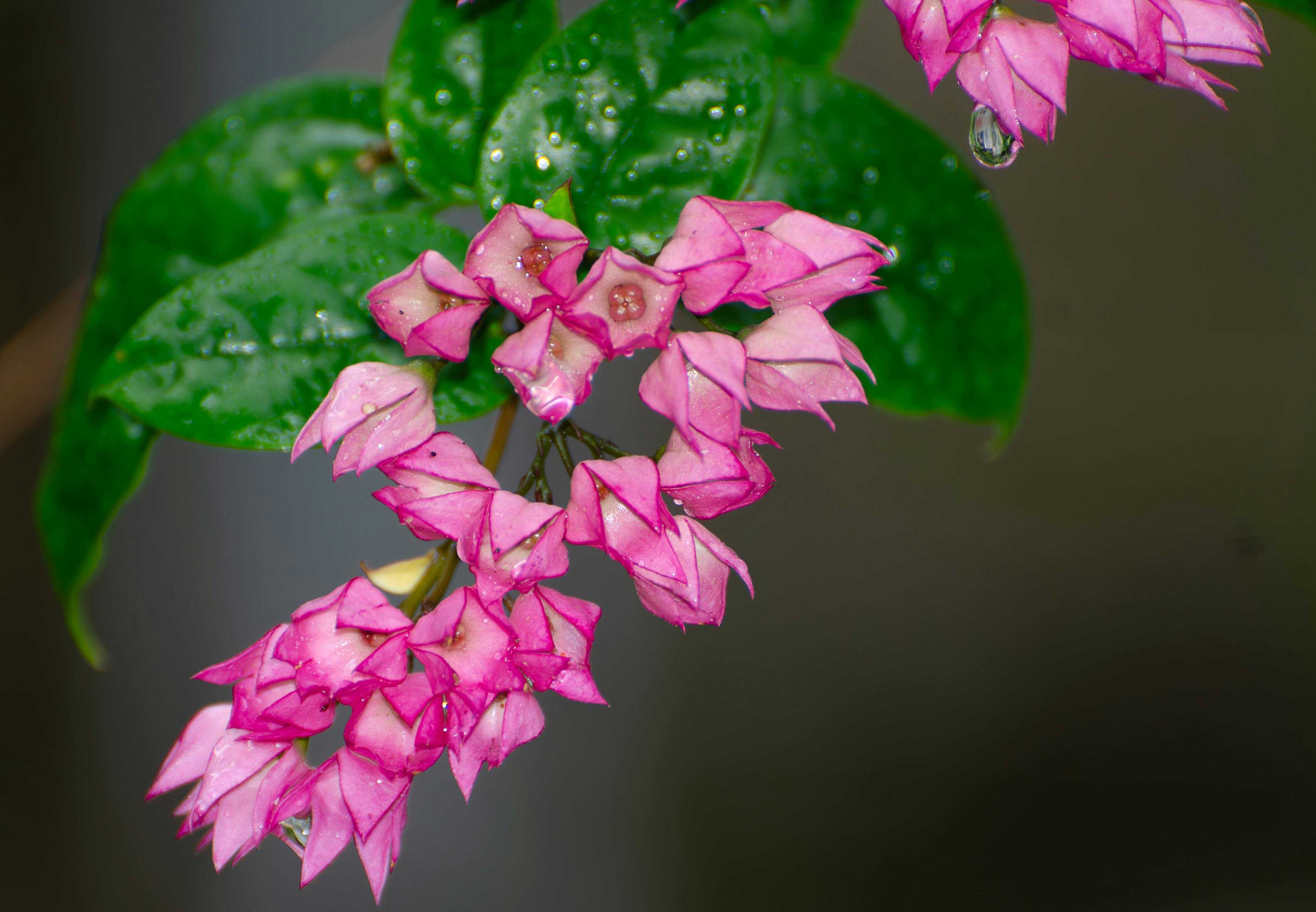 Natural Flowers Photos, Download The BEST Free Natural Flowers Stock ...