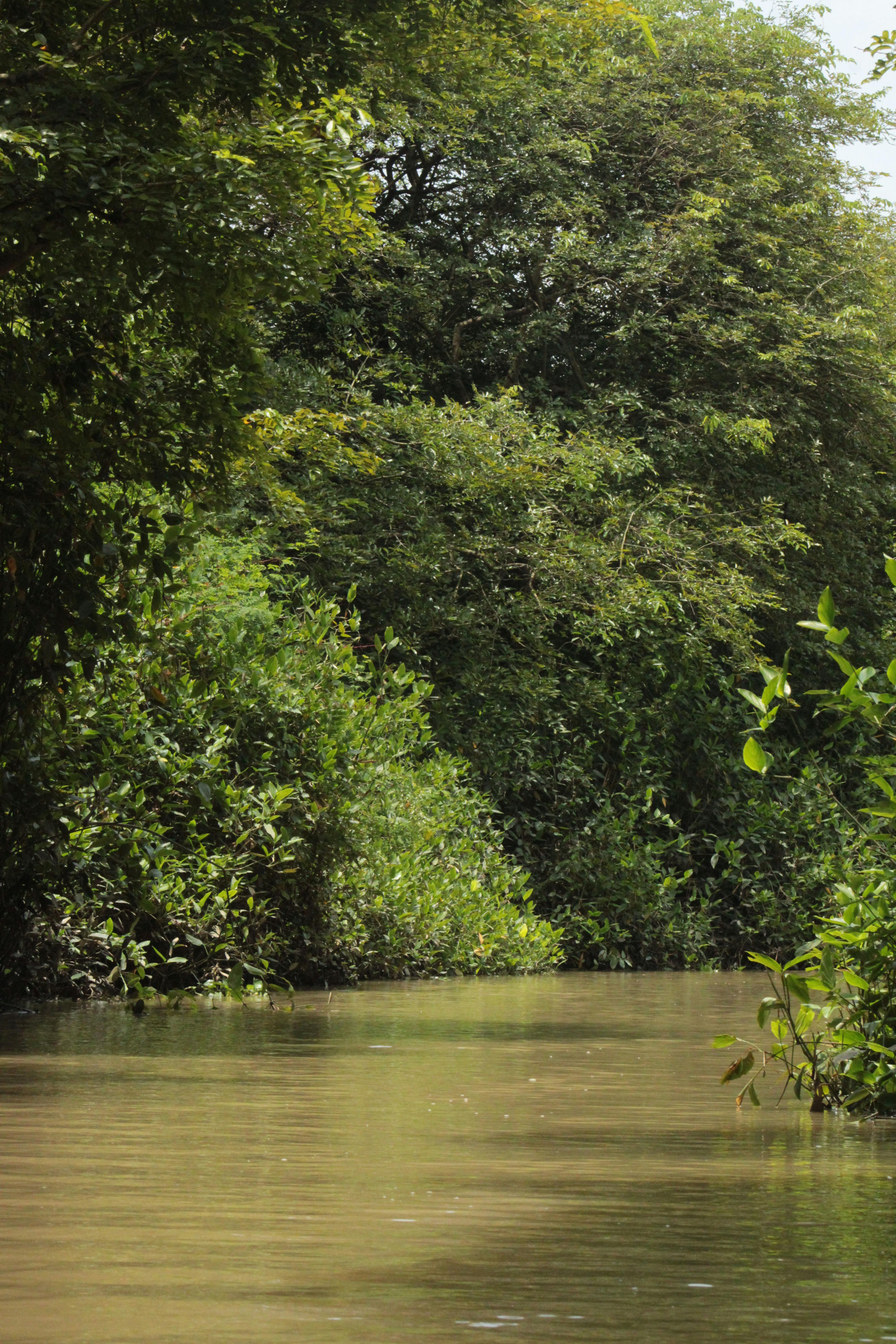 Rivière Sereine Dans La Jungle Sous Une Canopée Verdoyante · Photo gratuite
