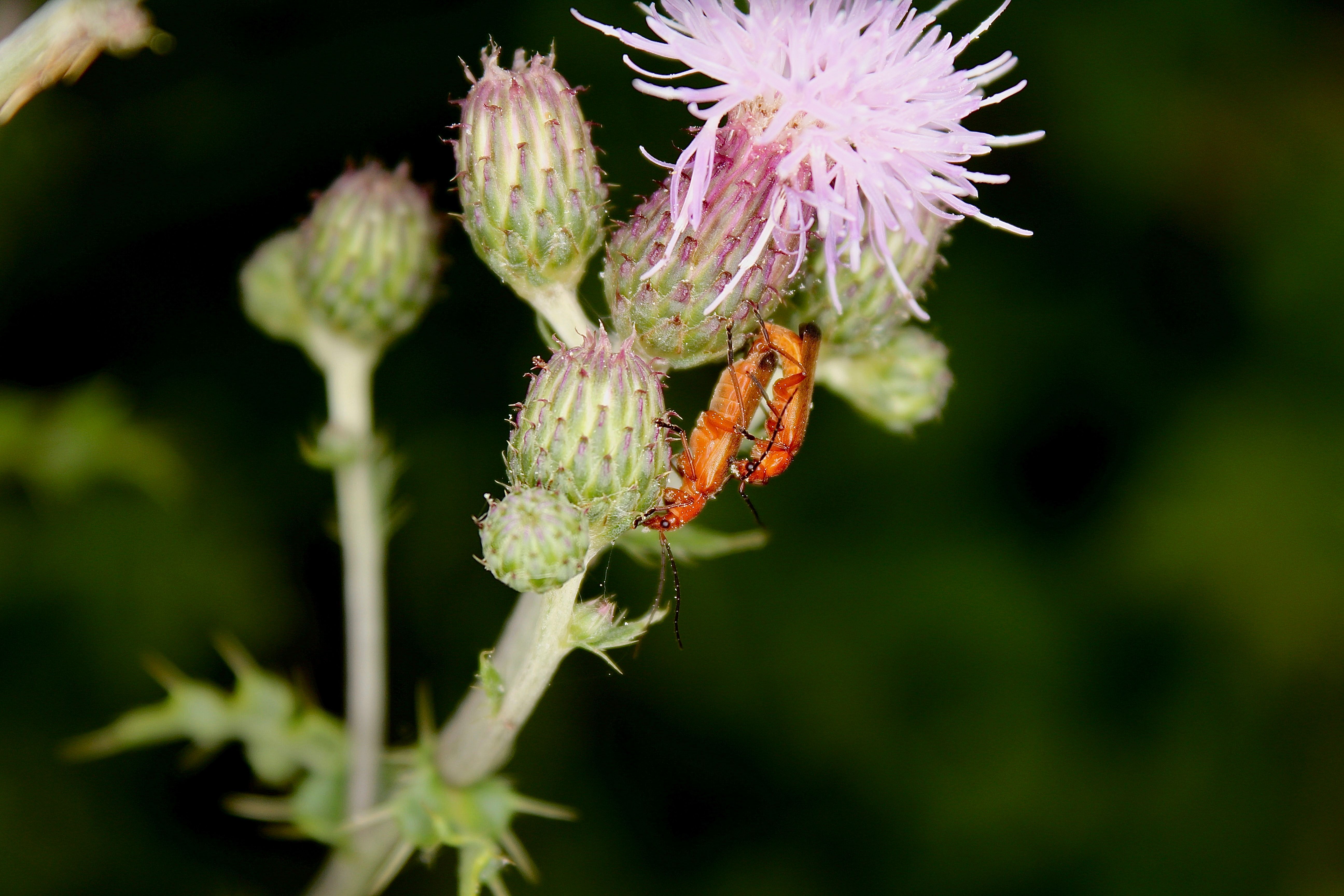Mating Press Photos, Download The BEST Free Mating Press Stock Photos ...