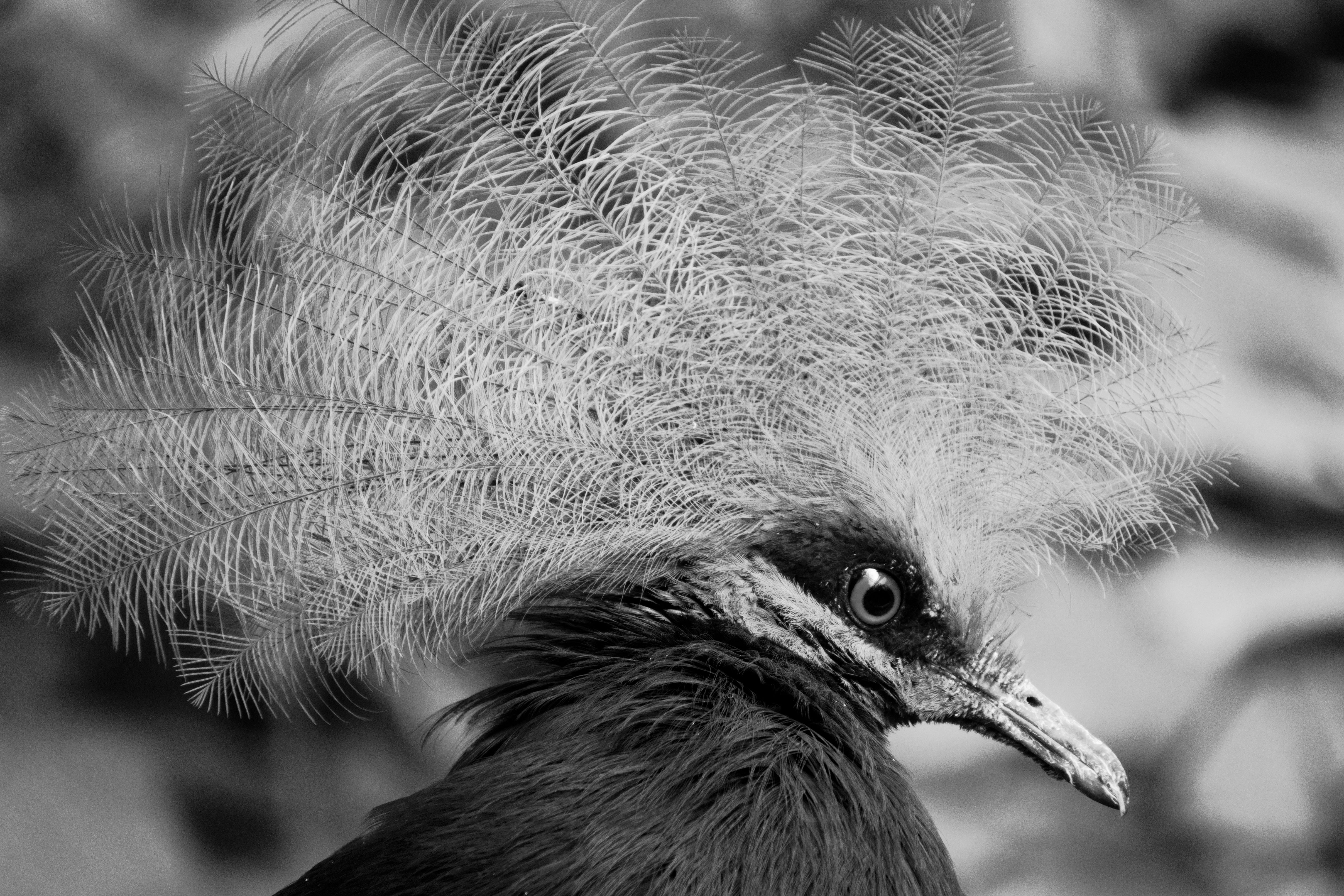 Bird Face Photos, Download The BEST Free Bird Face Stock Photos & HD Images