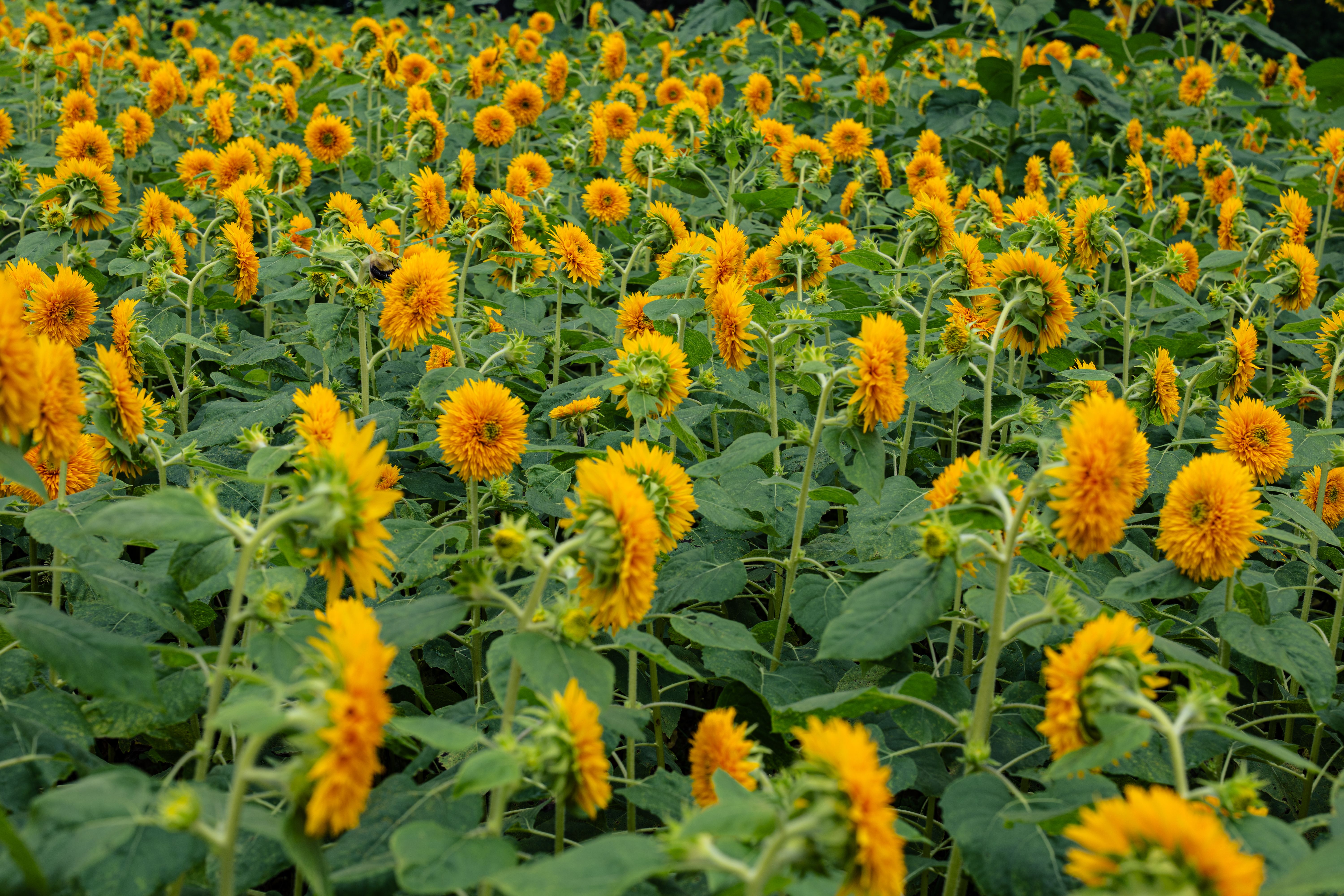 Sunflower Field in Gapyeong, South Korea · Free Stock Photo