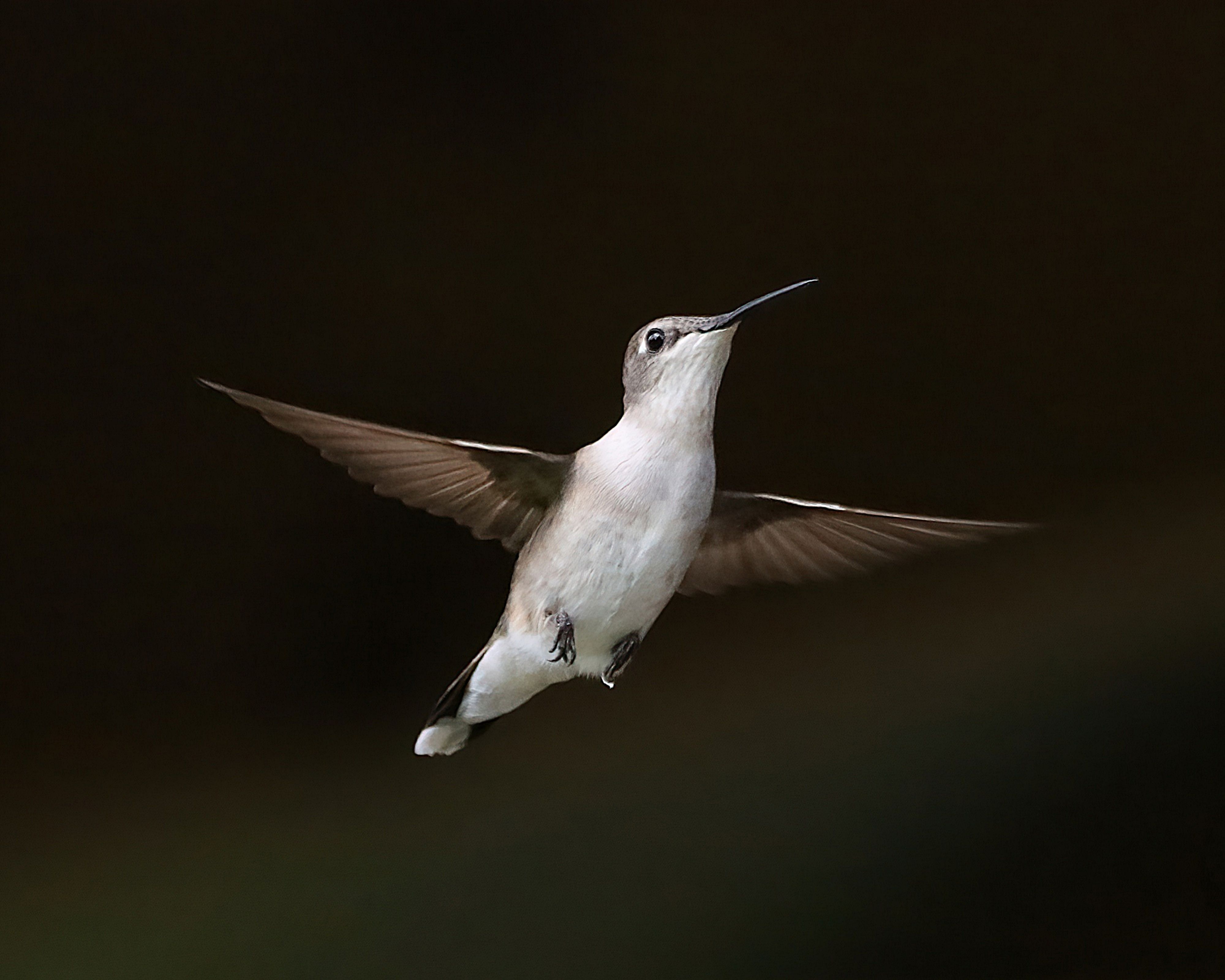 Close-Up Photography of Hummingbird · Free Stock Photo