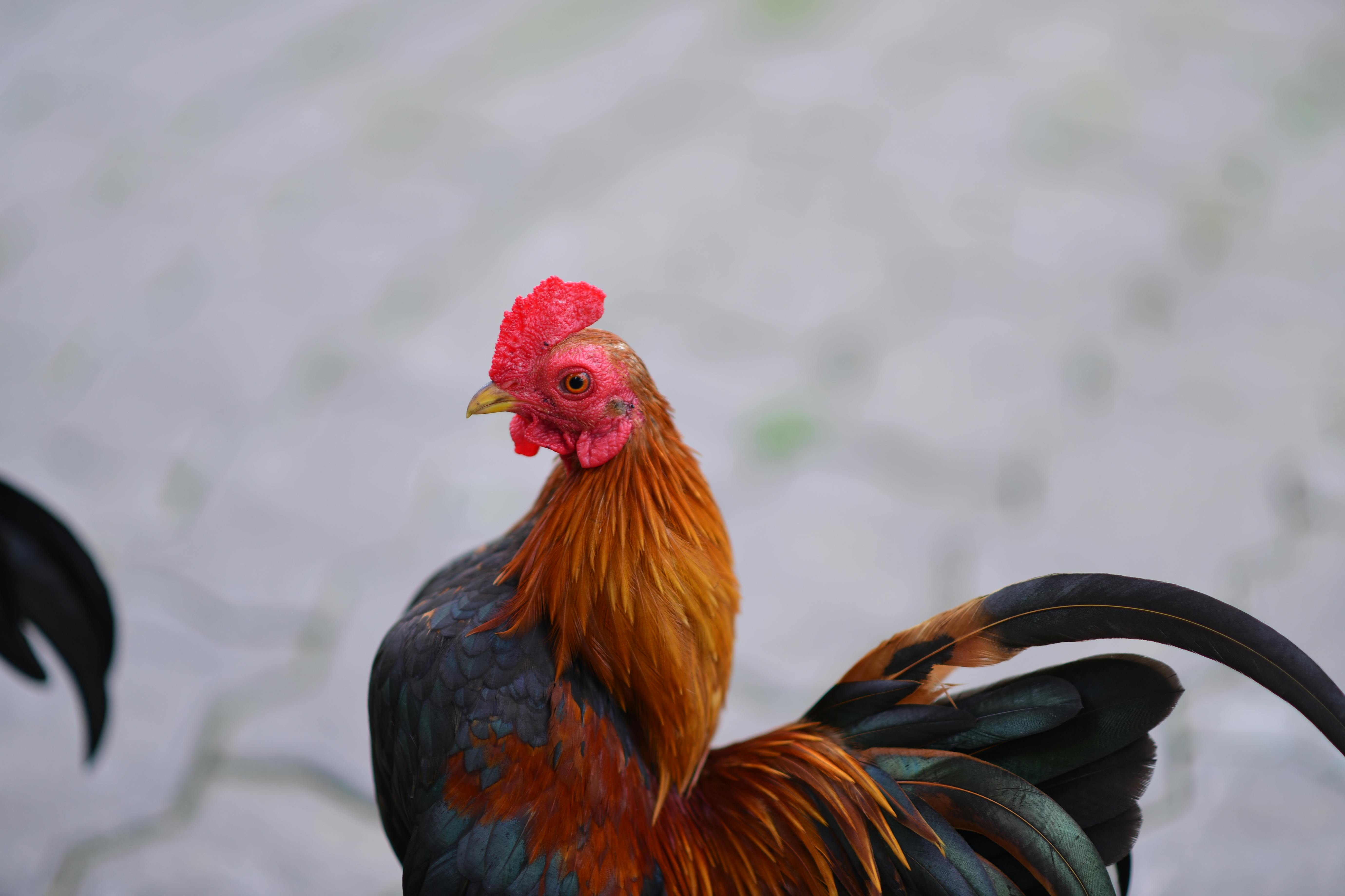 Poultry Agricultural Background Photos, Download The BEST Free Poultry ...