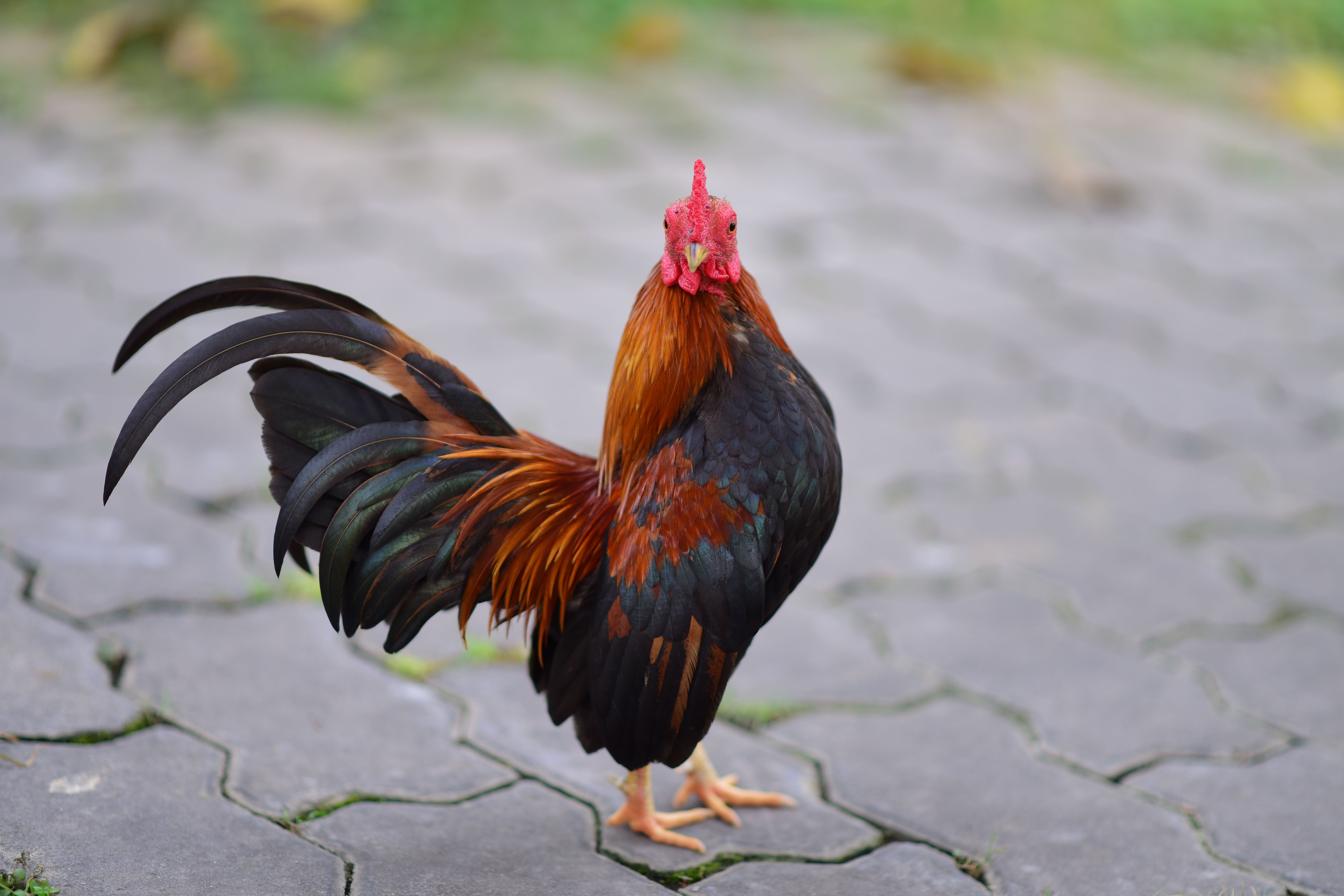 300+ Foto Kuli Kontol Terbaik · Unduh Gratis 100% · Foto Stok Pexels