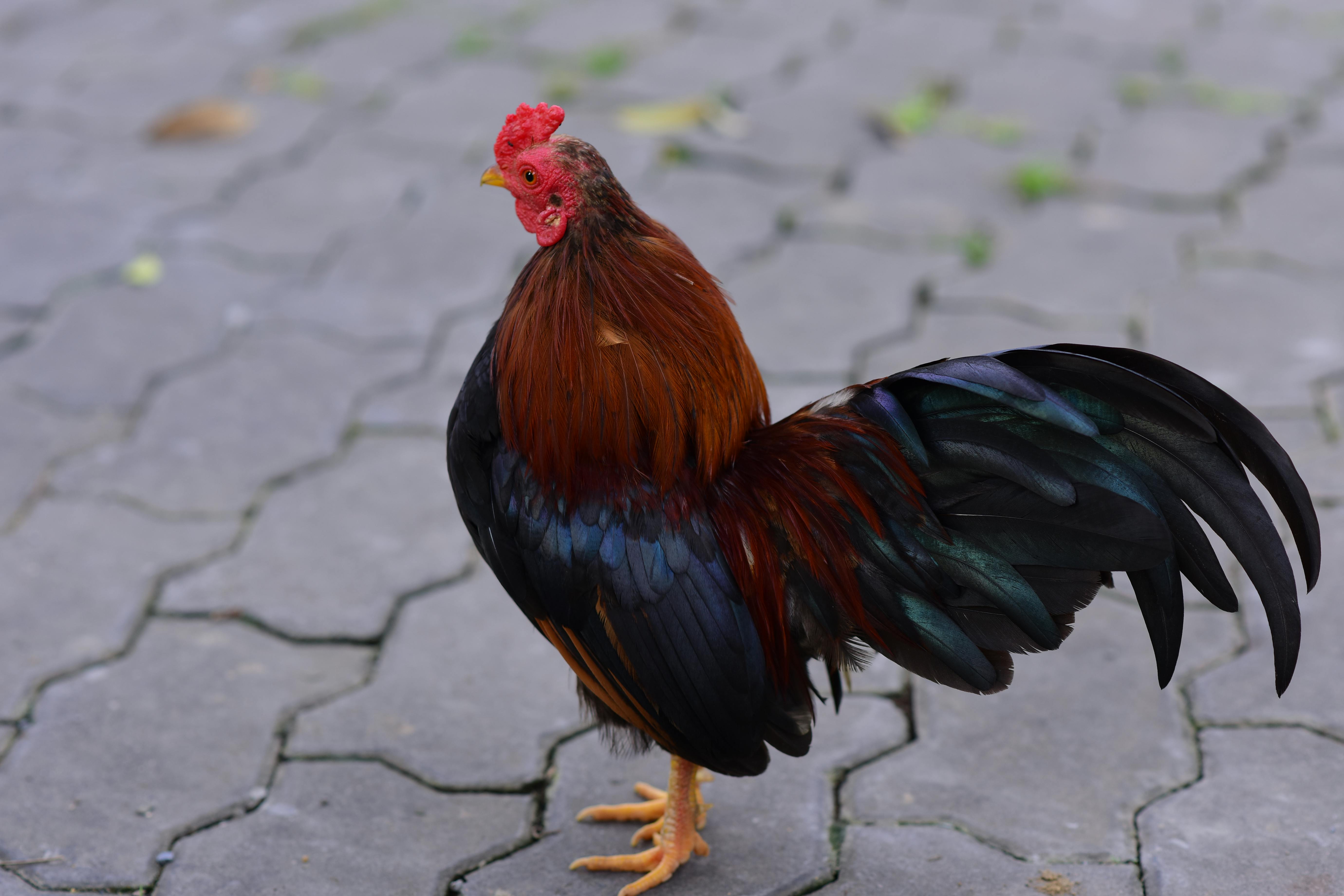 Bird Texture Photos, Download The BEST Free Bird Texture Stock Photos ...