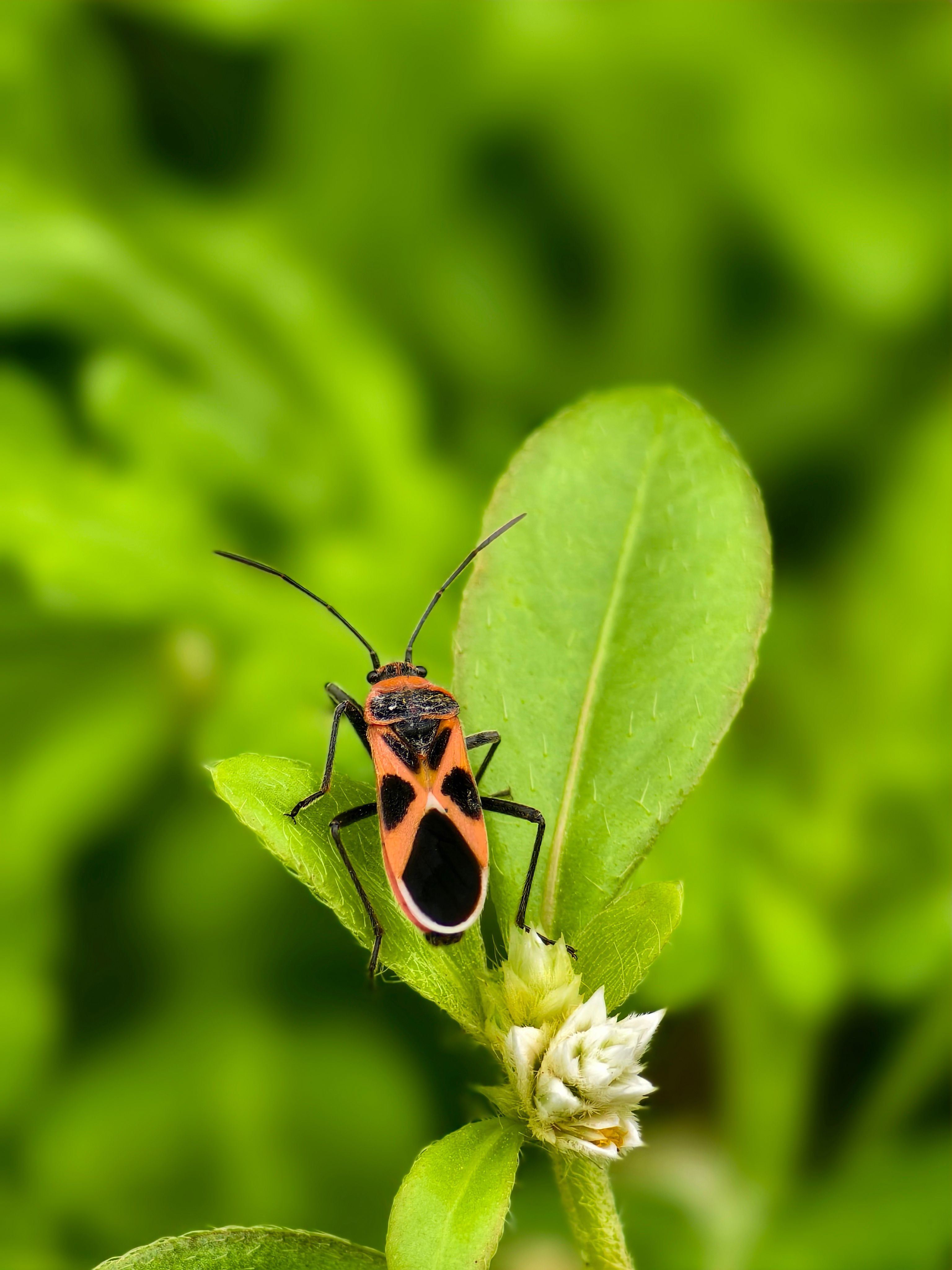 Bug Photos, Download The BEST Free Bug Stock Photos & HD Images