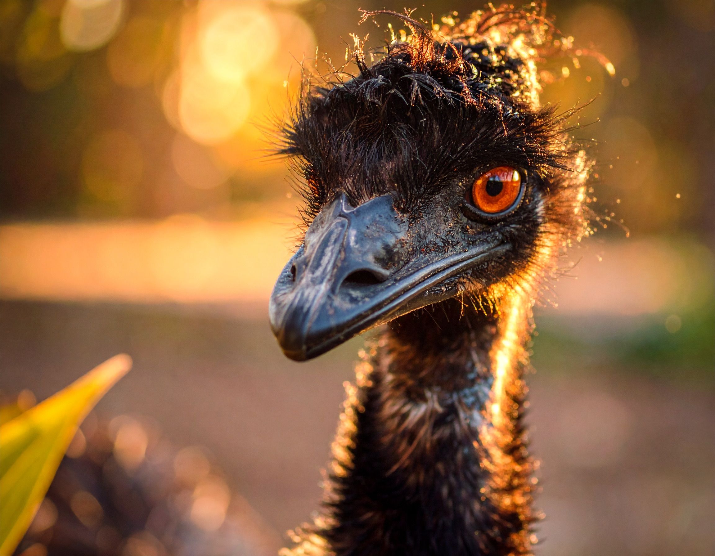 Close-up of a Vibrant Emu at Sunset · Free Stock Photo