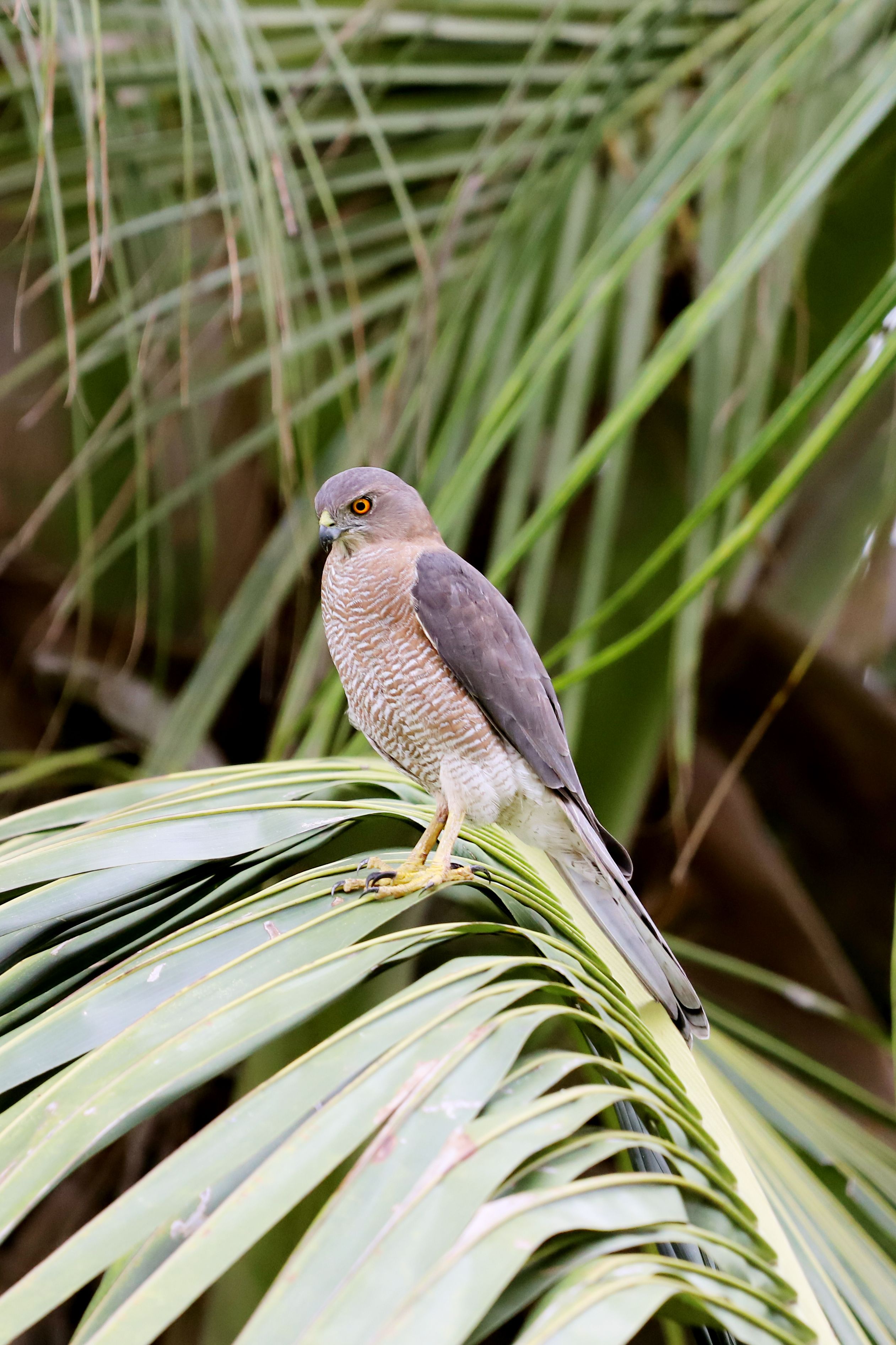 Bird of Prey Perched on Palm Frond Outdoors · Free Stock Photo