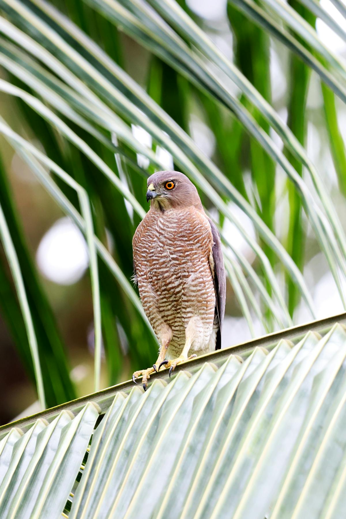 Falcon Photos, Download The BEST Free Falcon Stock Photos & HD Images