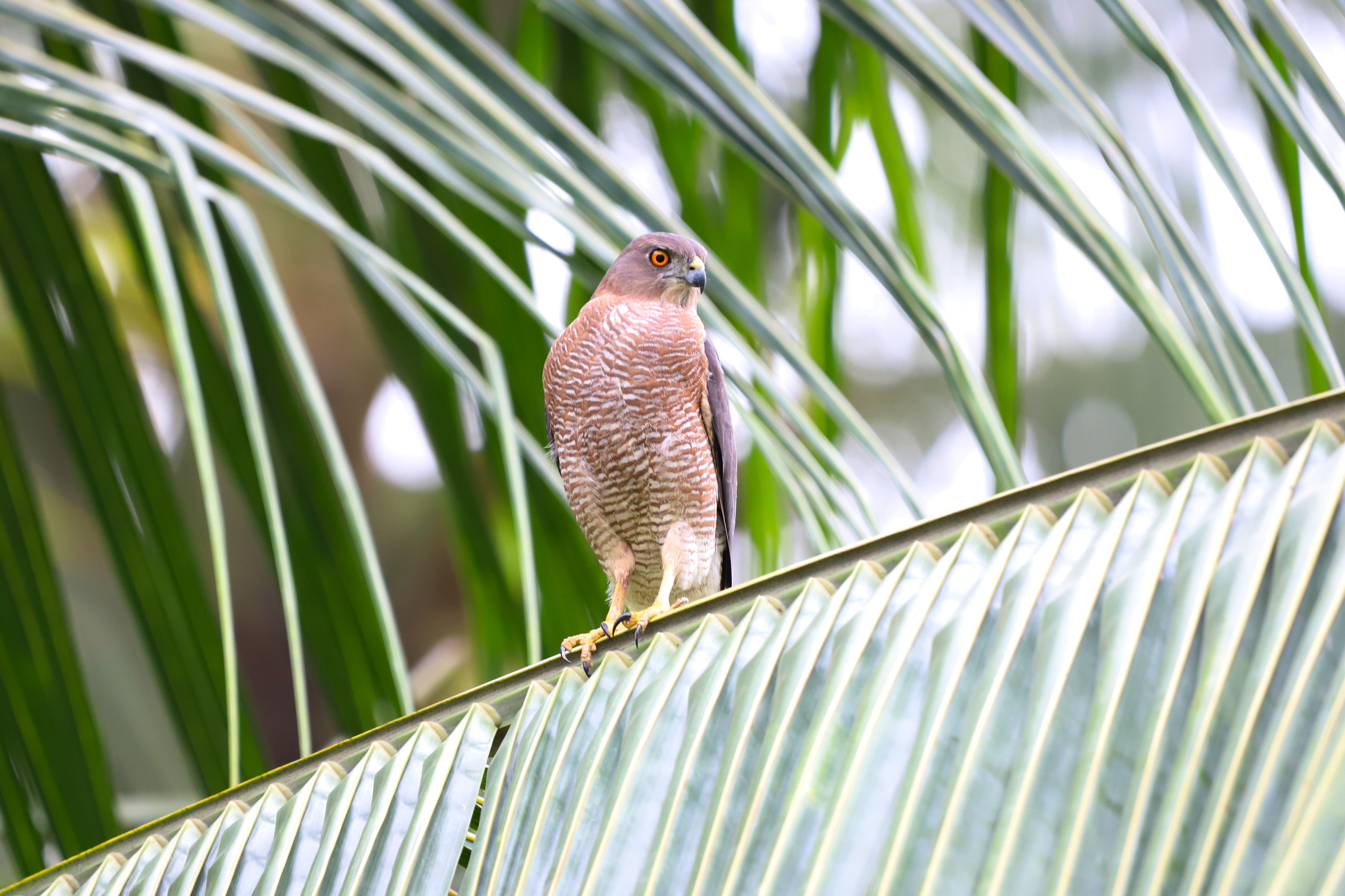 Close-Up of a Hawk Perched on Palm Leaves · Free Stock Photo