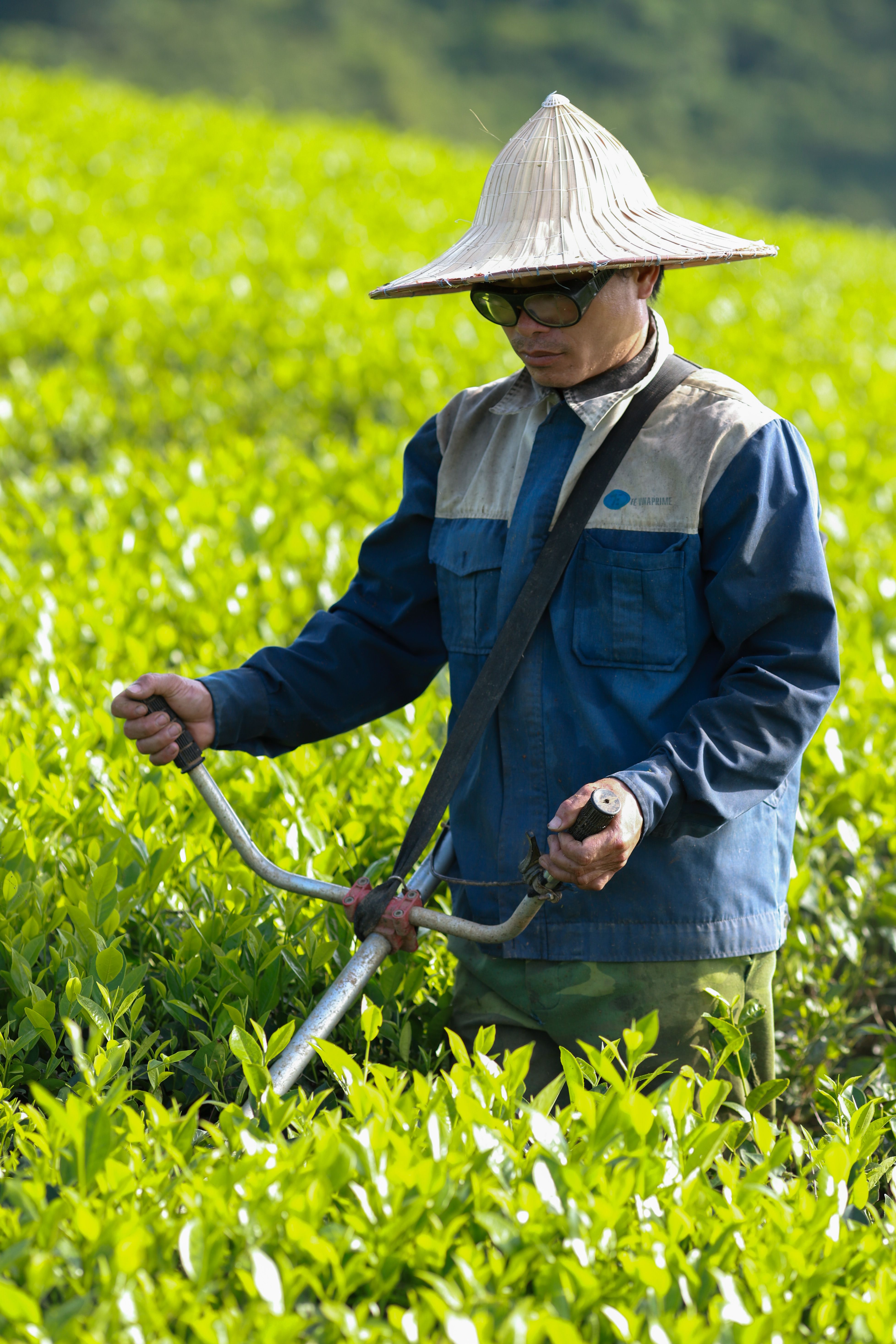 Tea Picker in Lush Phú Thọ Fields, Vietnam · Free Stock Photo
