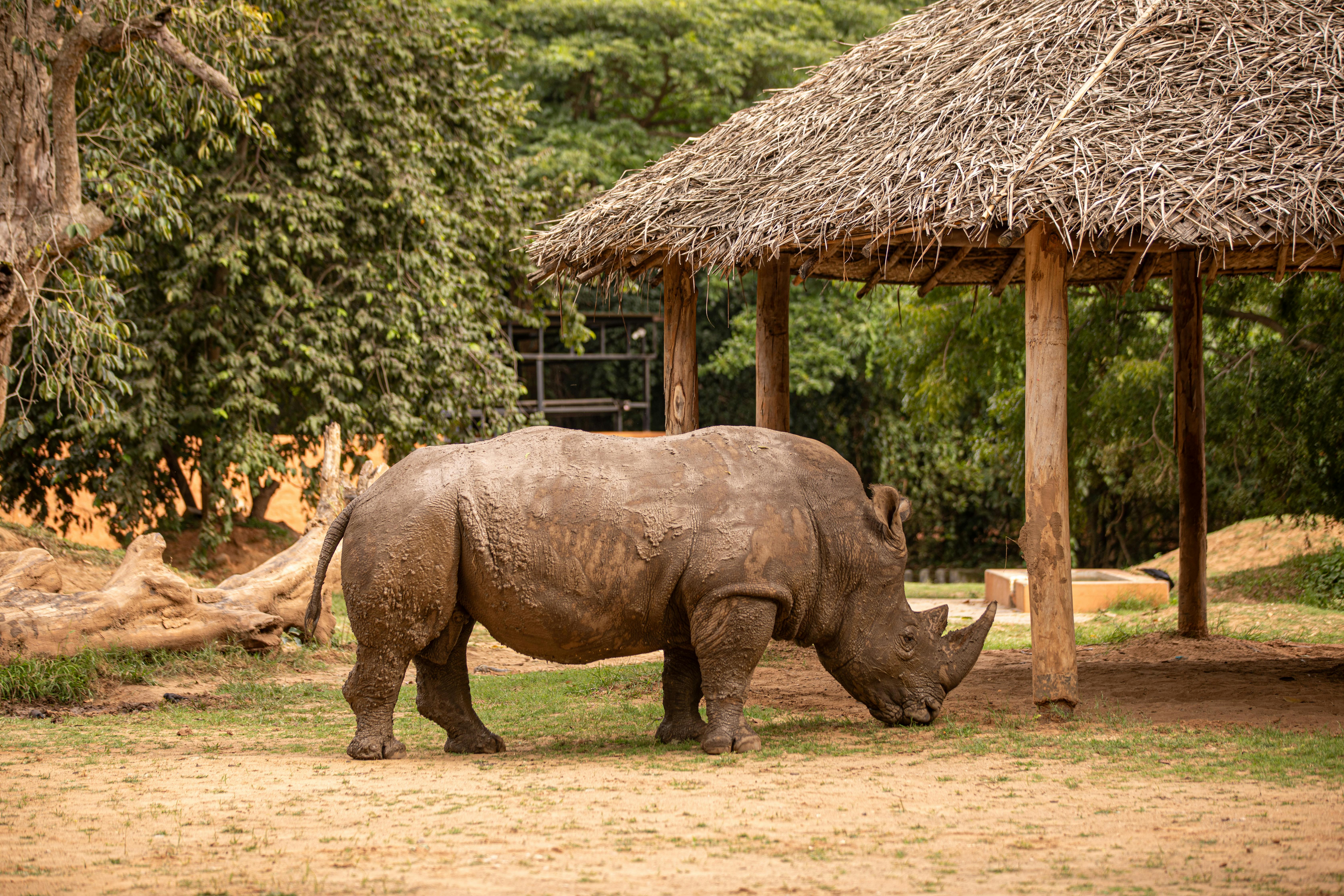 Amoeba Picture Photos, Download The BEST Free Amoeba Picture Stock ...