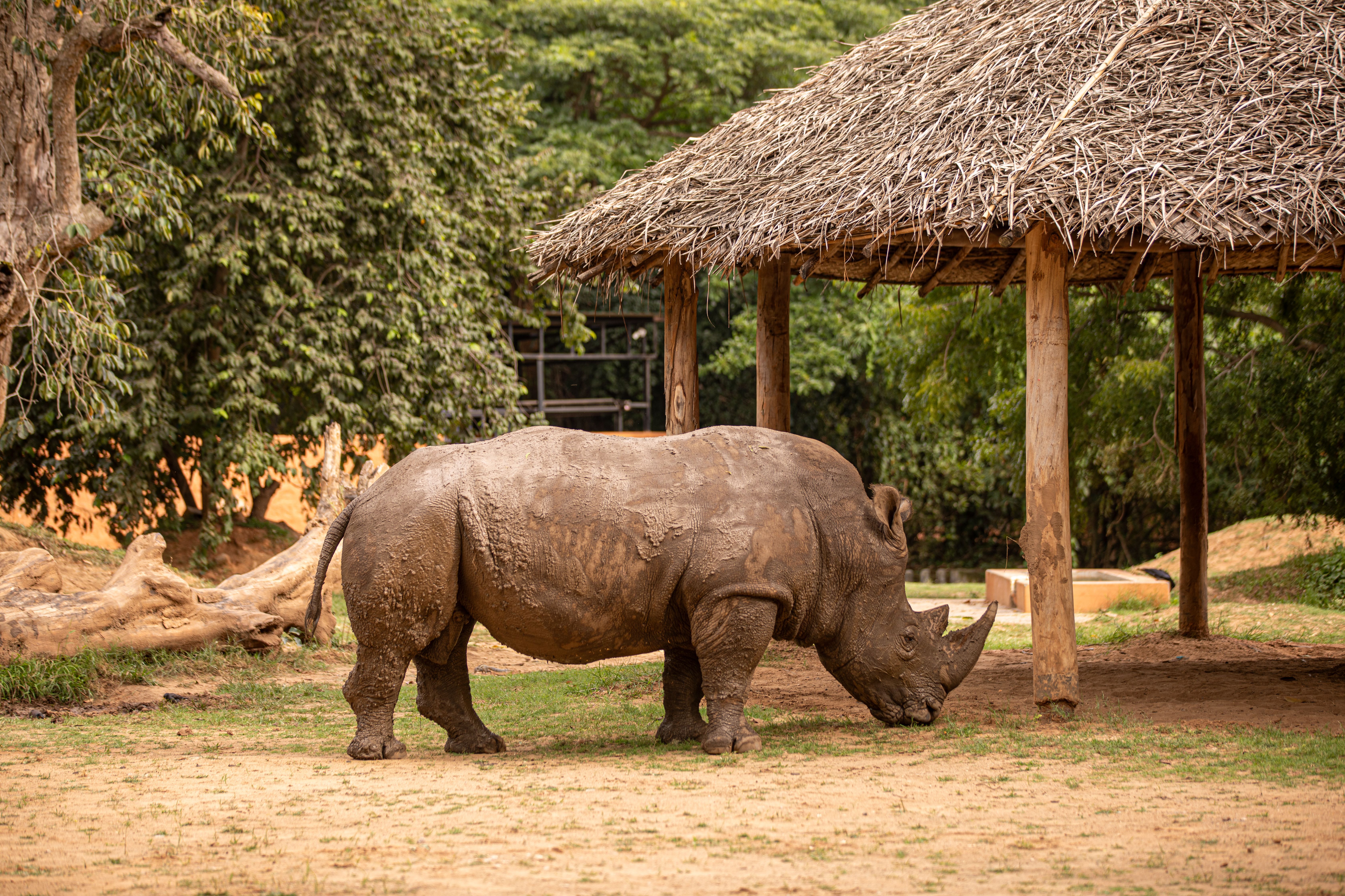 African white rhinoceros grazing at the zoo · Free Stock Photo