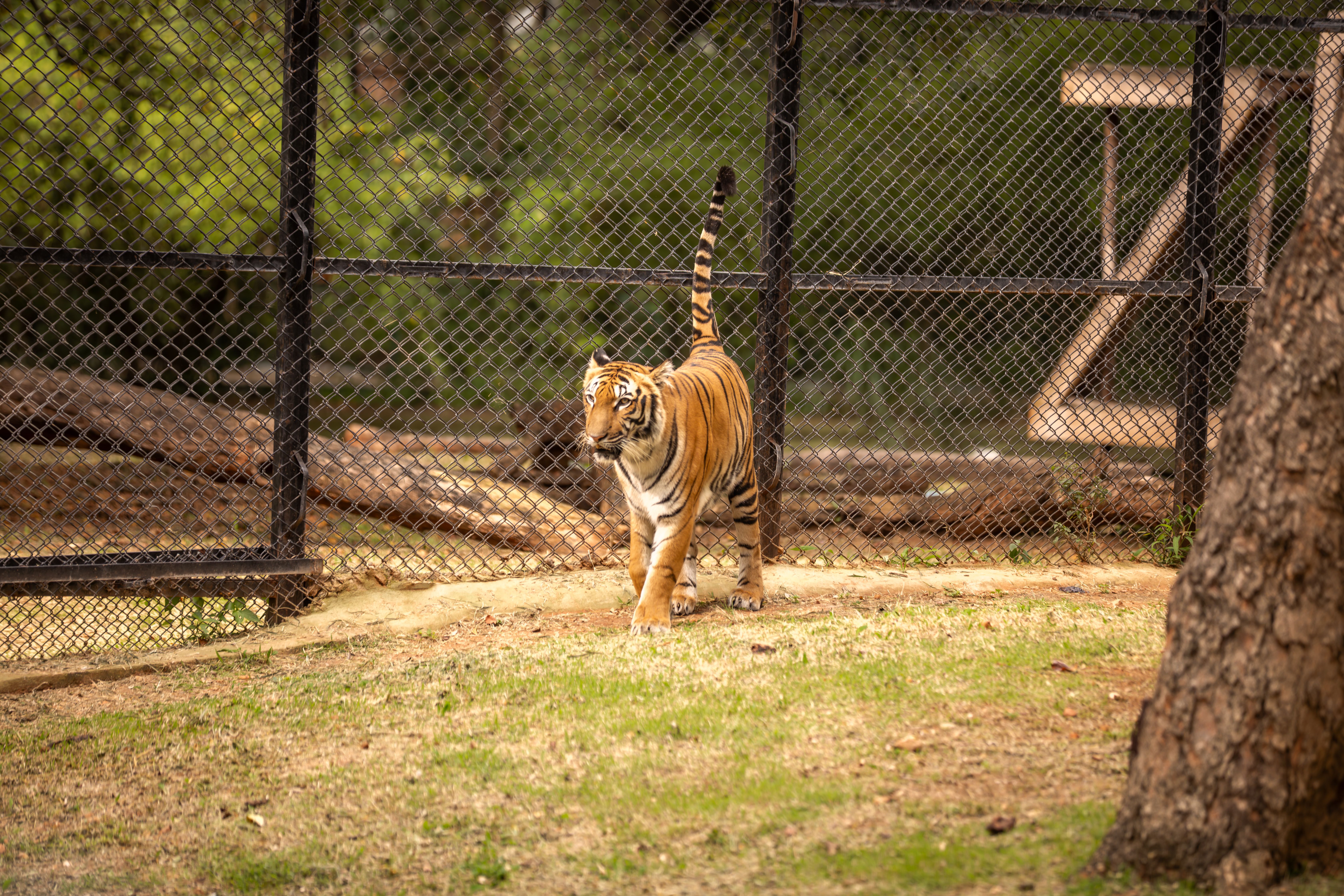 Bengal Tiger in Zoo Enclosure with Greenery · Free Stock Photo