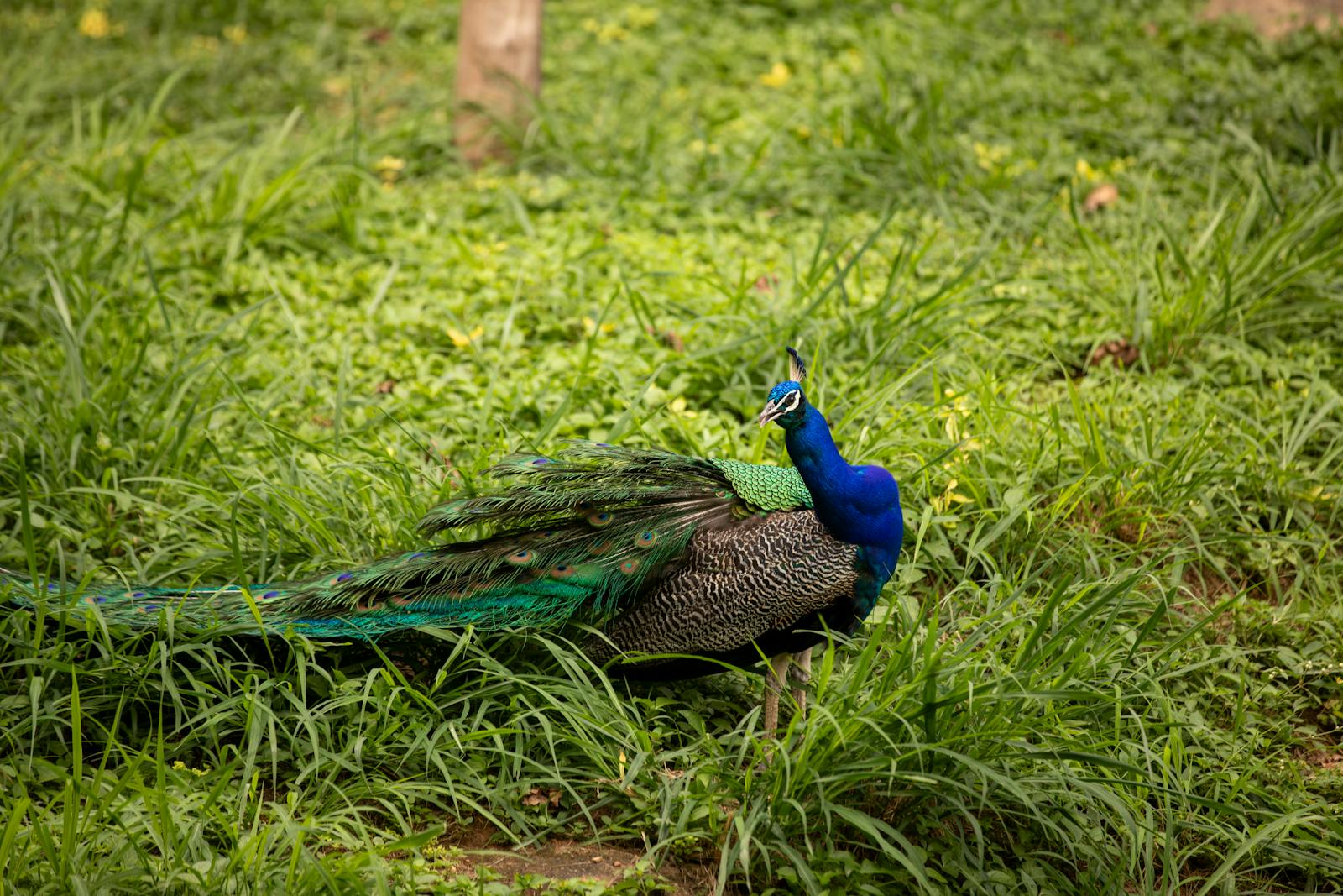 Peacock Images Photos, Download The BEST Free Peacock Images Stock ...