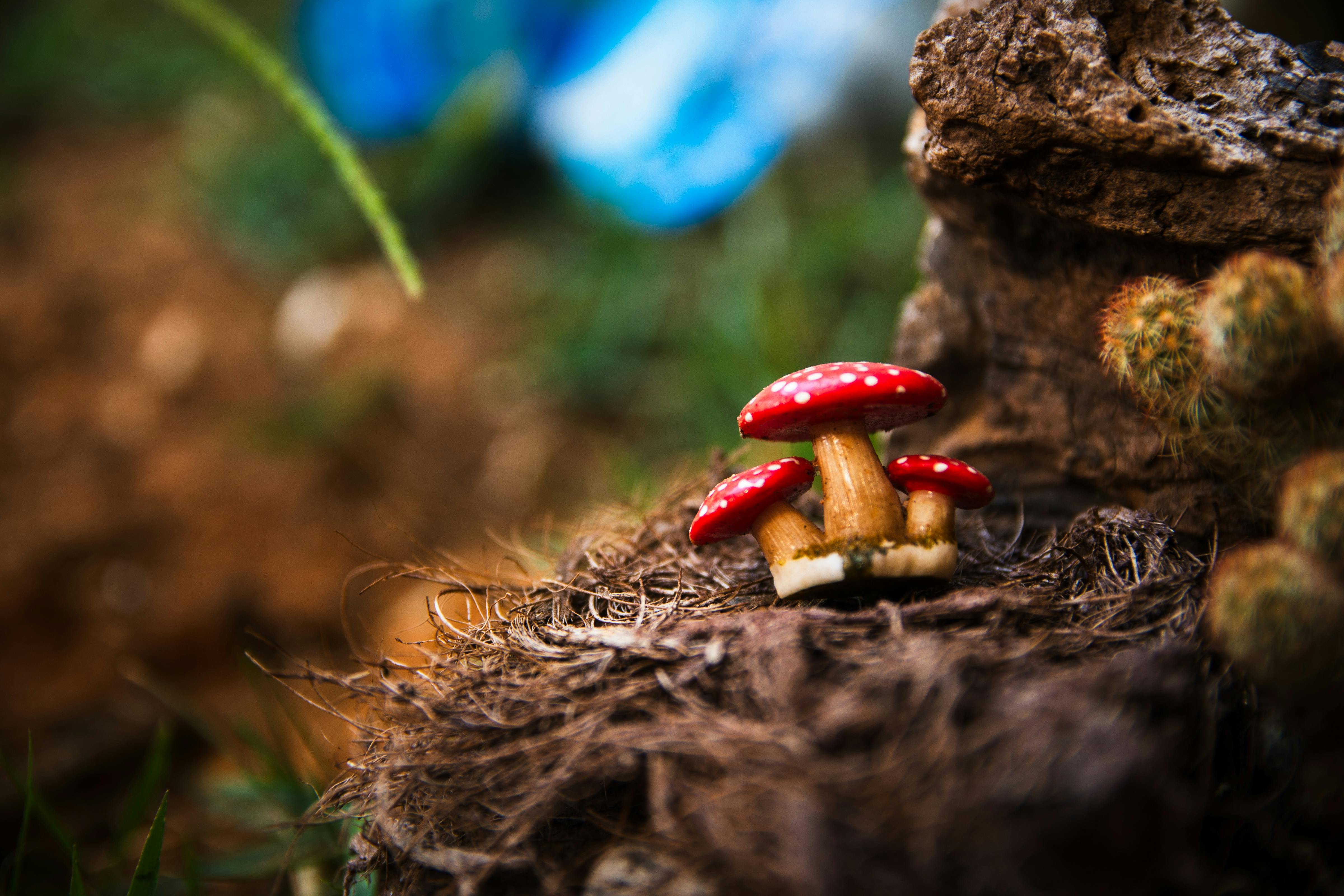 Best+Micro+Bikini+Gifs Photos, Download The BEST Free Best+Micro+Bikini ...