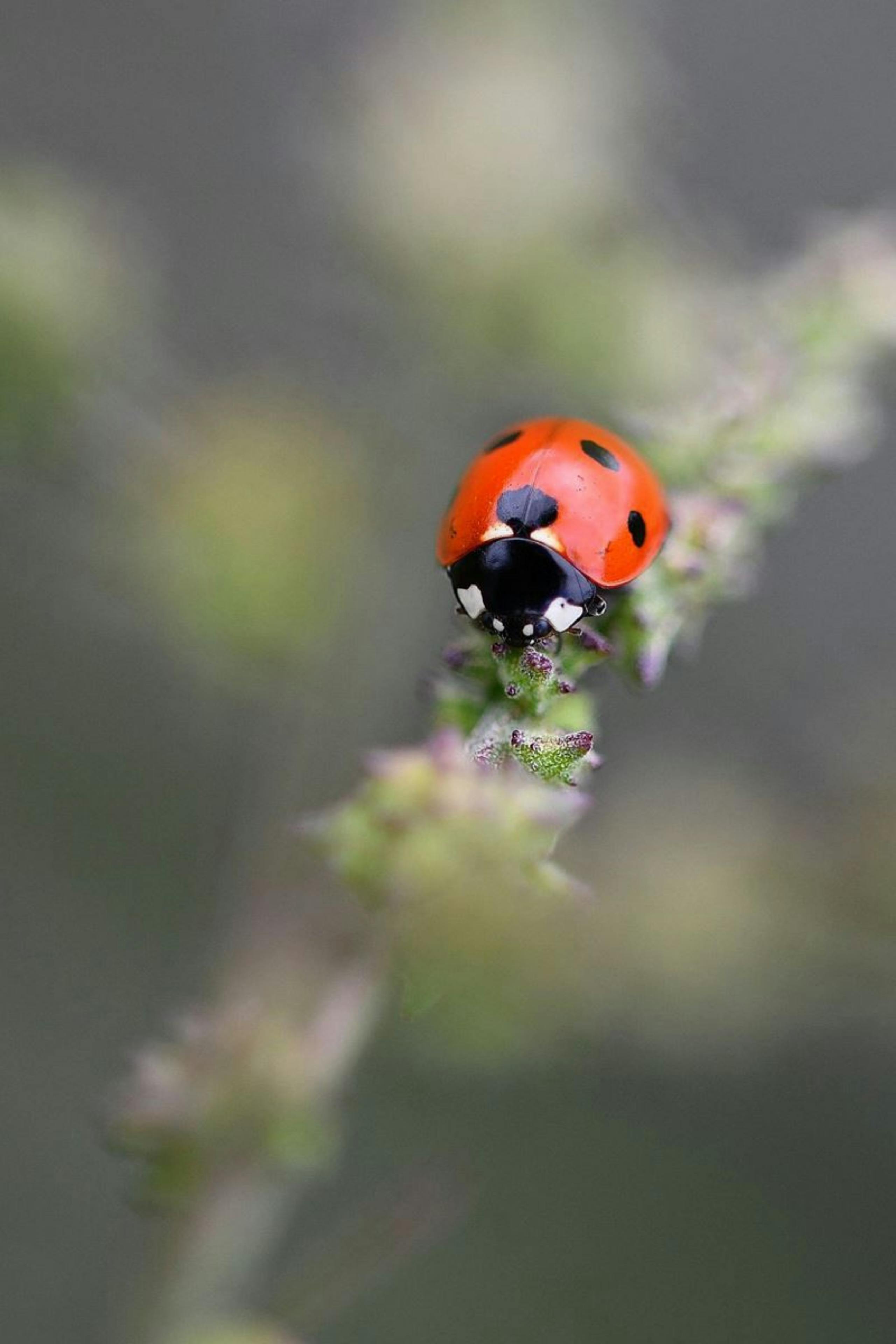 Best+Micro+Bikini+Gifs Photos, Download The BEST Free Best+Micro+Bikini ...