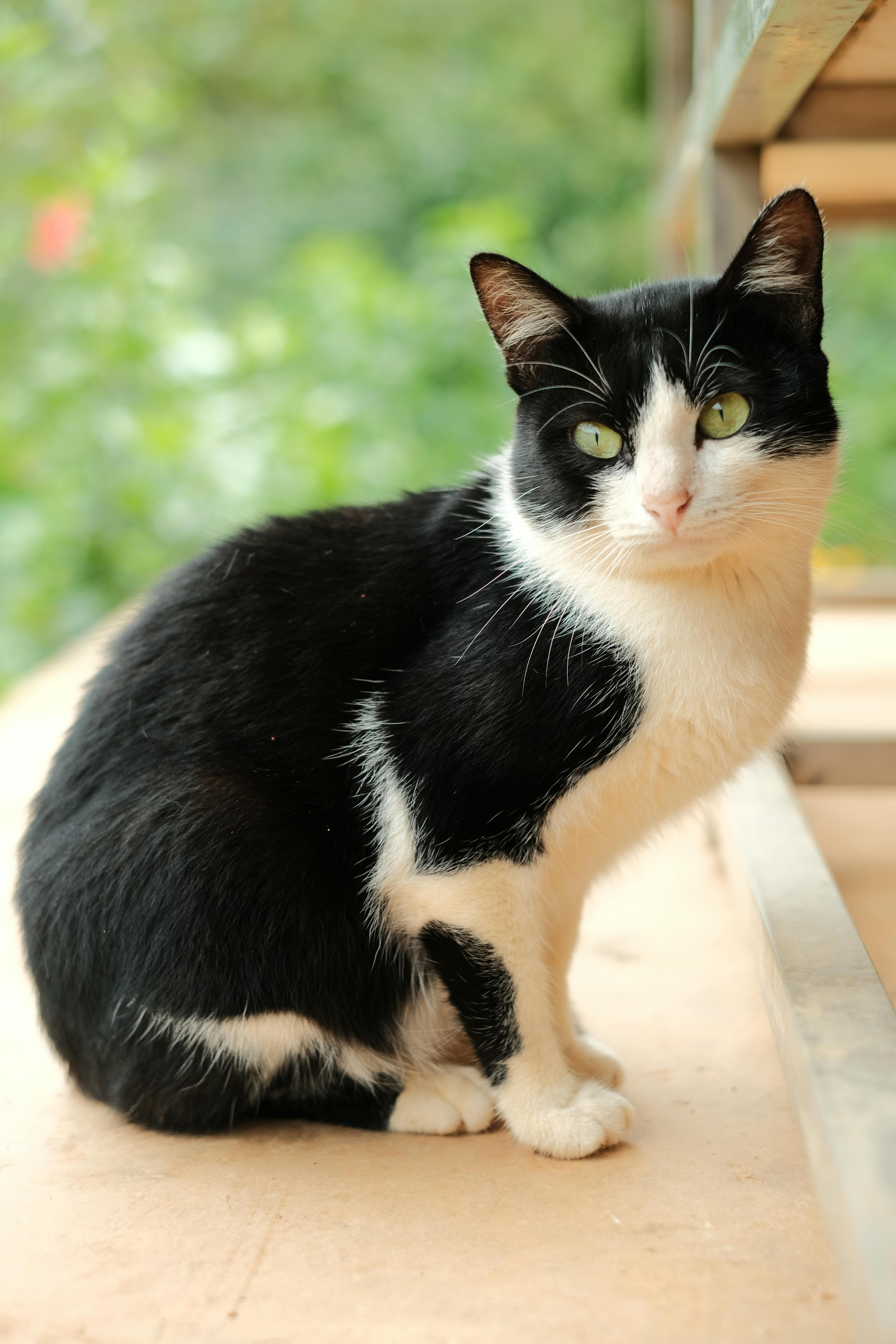 Black And White Cat Photos, Download The BEST Free Black And White Cat ...