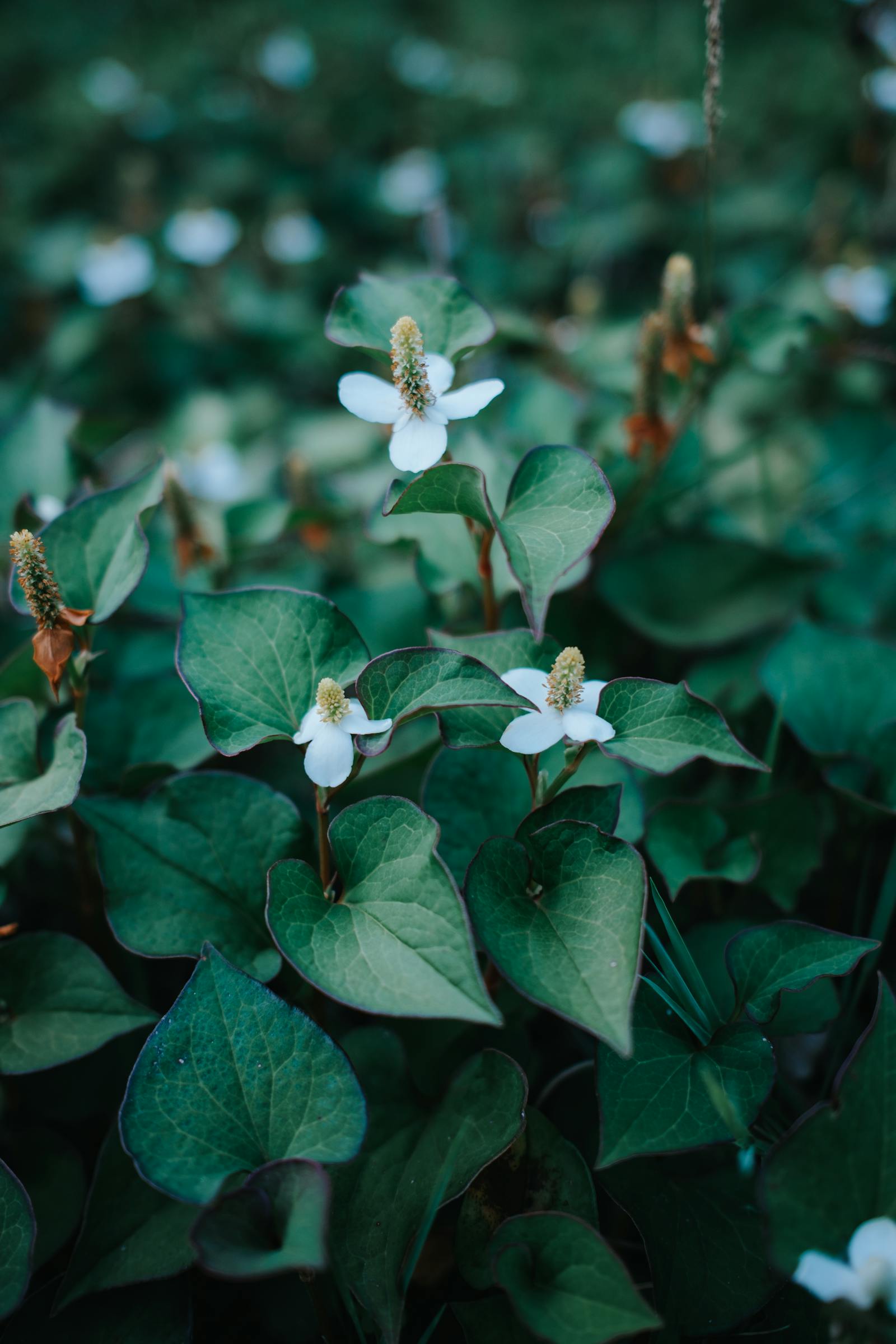 Gulab Flower Photos, Download The BEST Free Gulab Flower Stock Photos ...