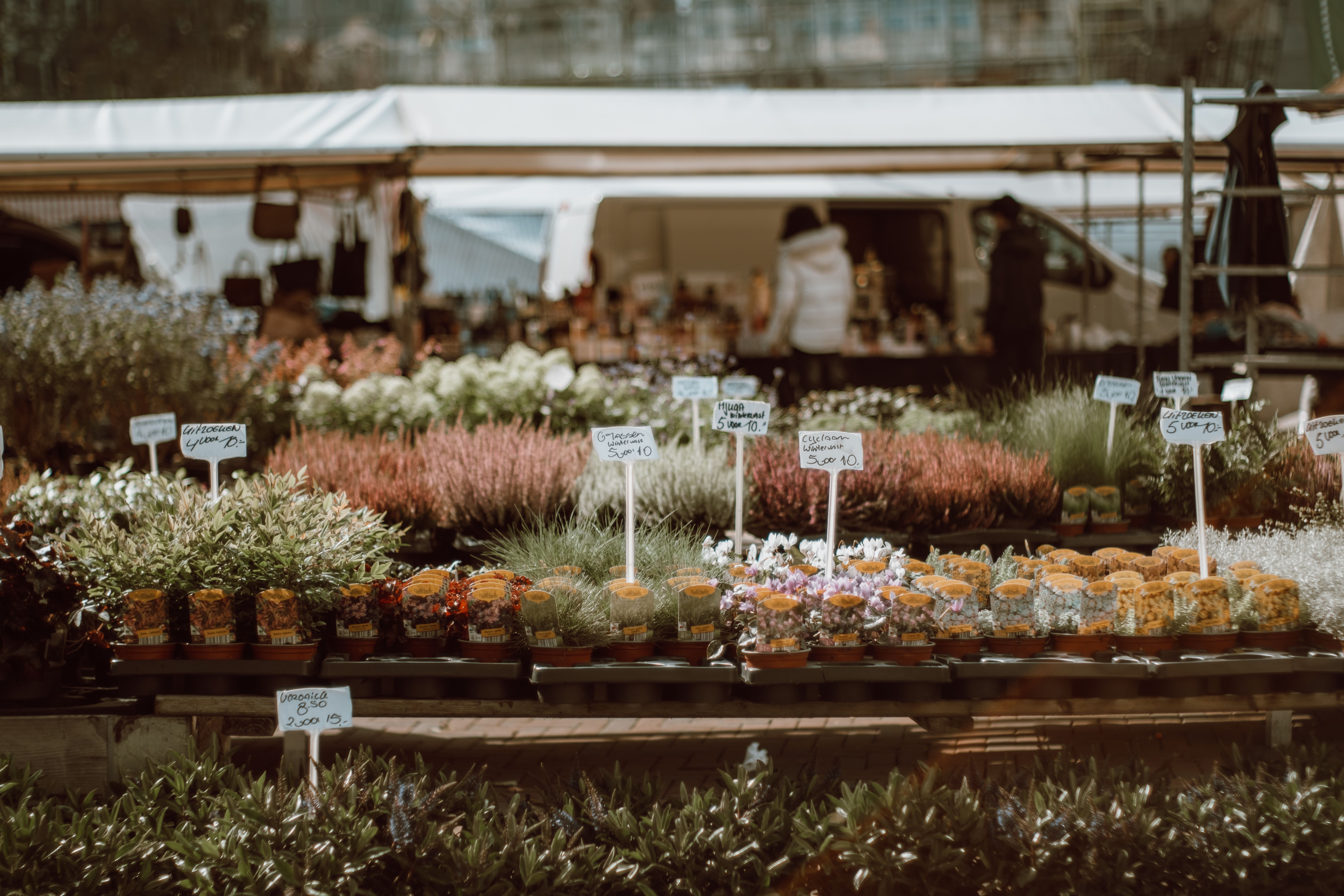 Colorful Flower Market Stall in Rotterdam · Free Stock Photo