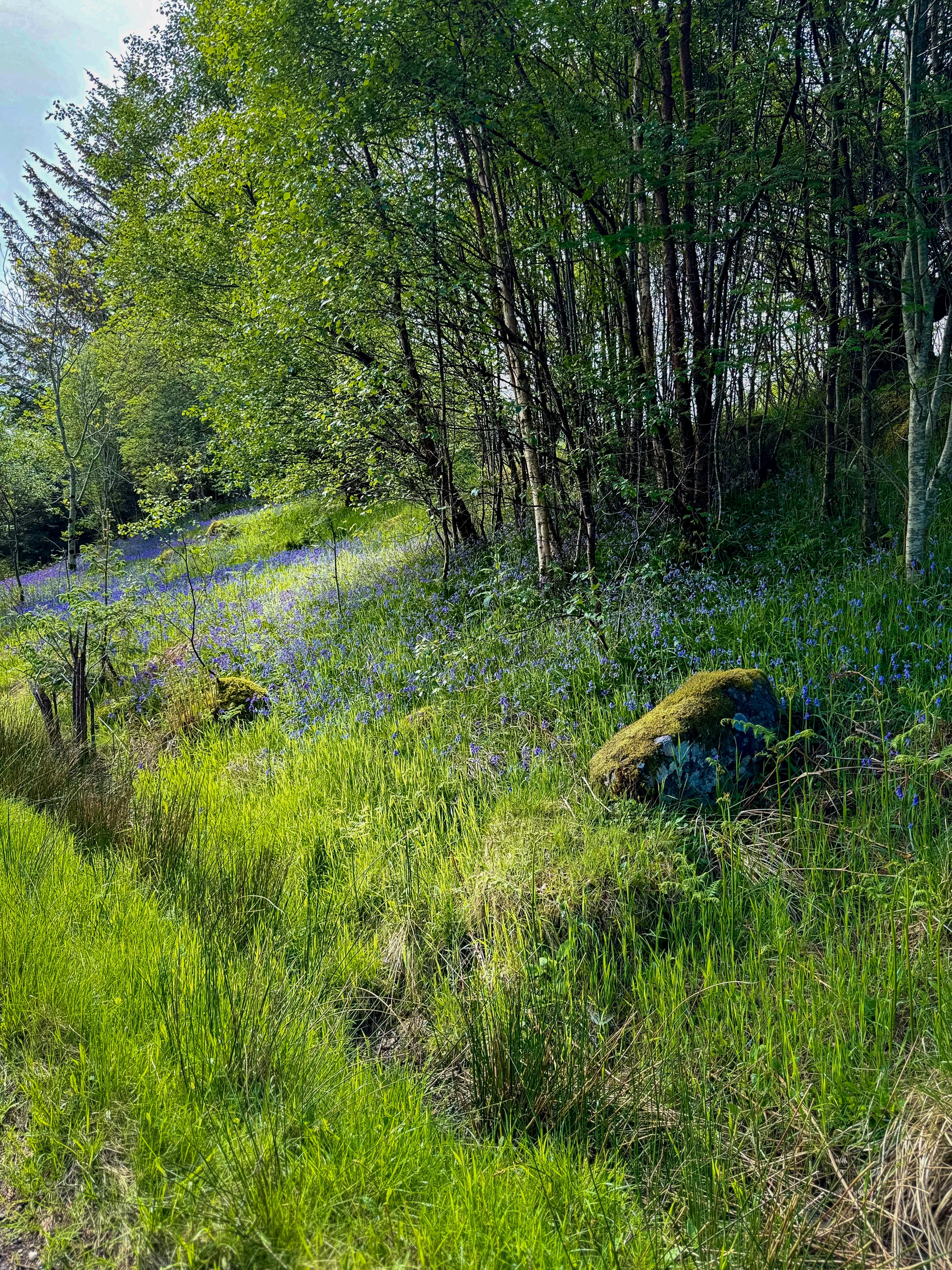 Lush Scottish Forest with Wildflowers · Free Stock Photo