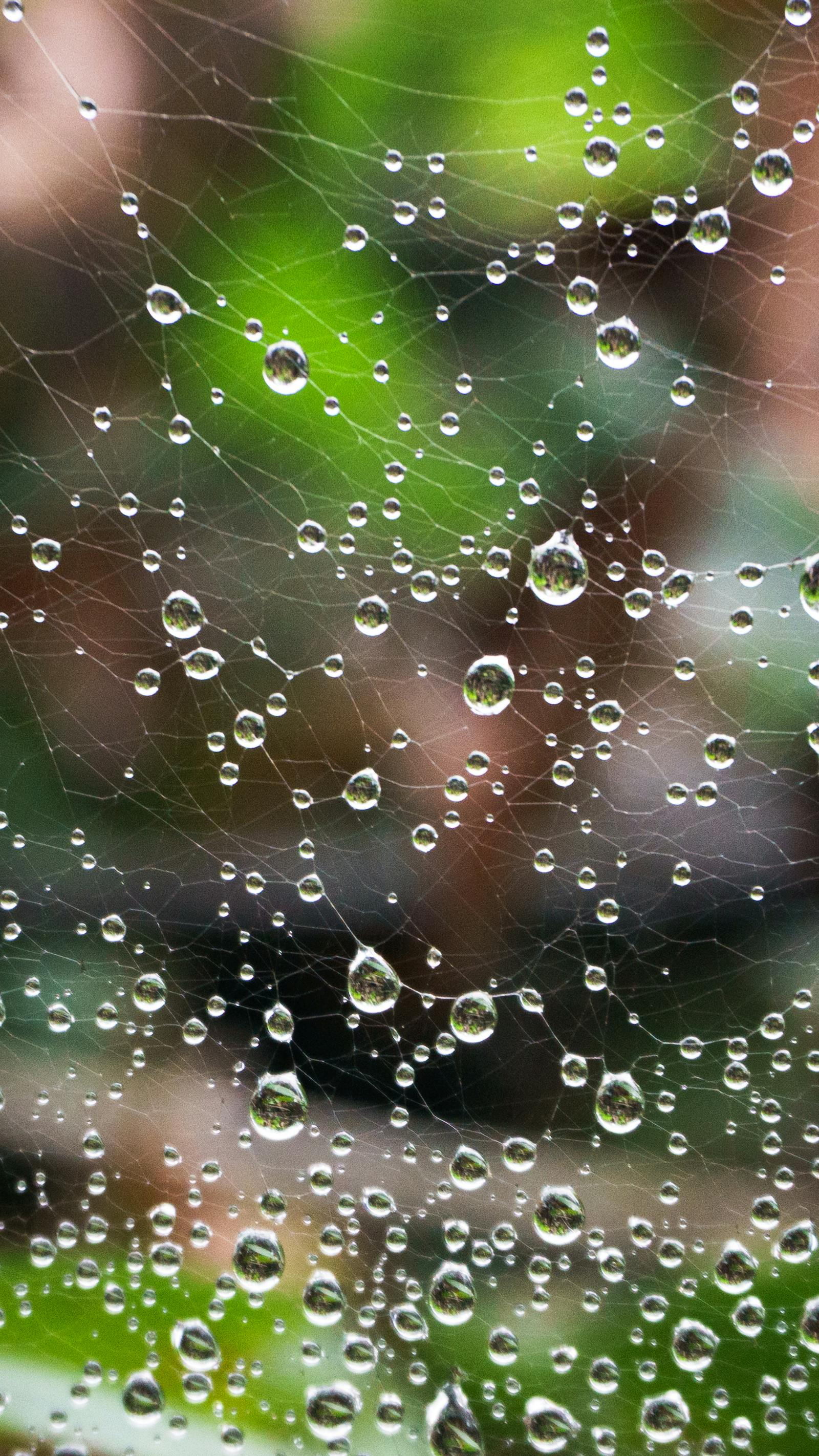 Teams+Cat+Background Photos, Download The BEST Free Teams+Cat ...