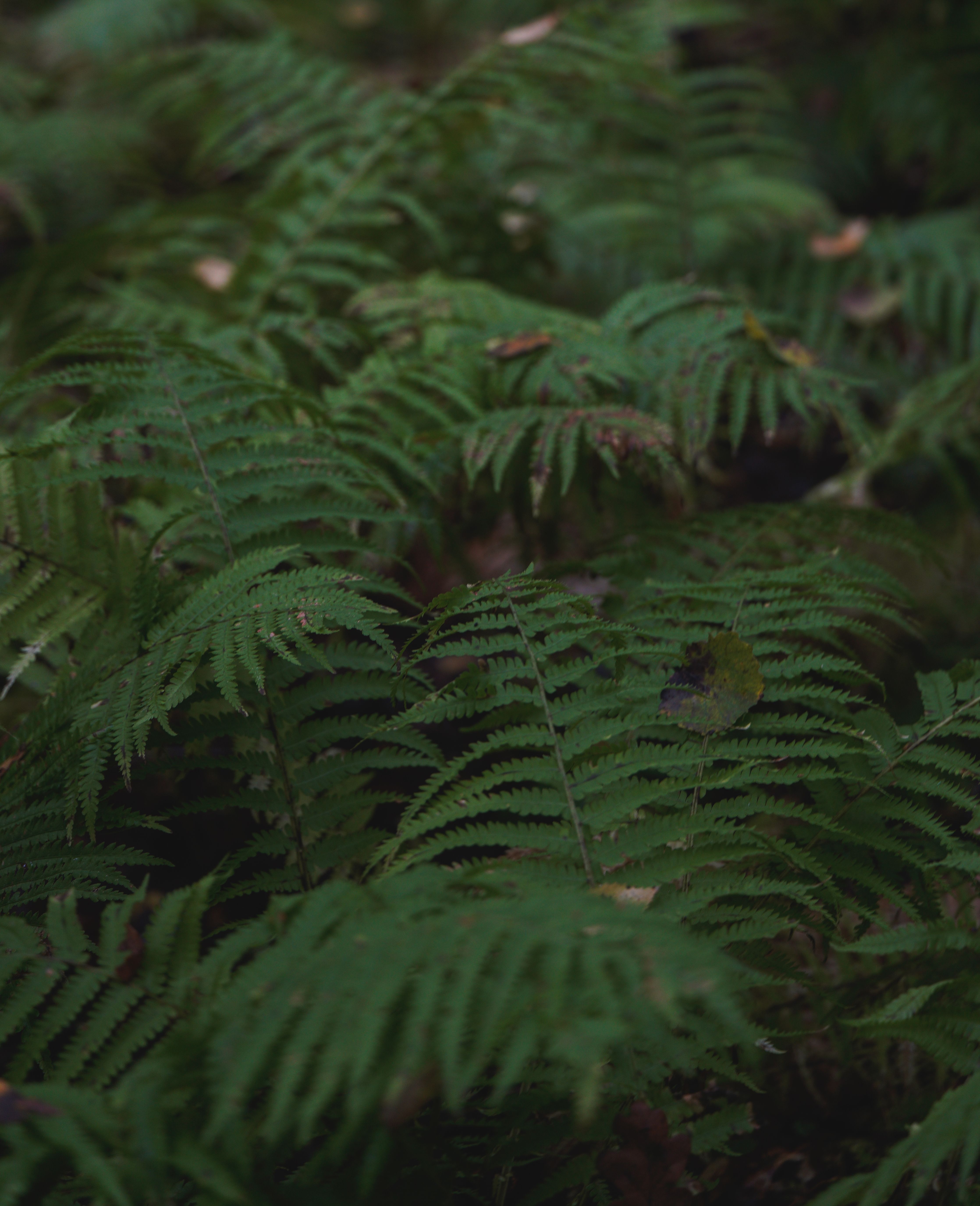 Bracken Verta Photos, Download The BEST Free Bracken Verta Stock Photos ...