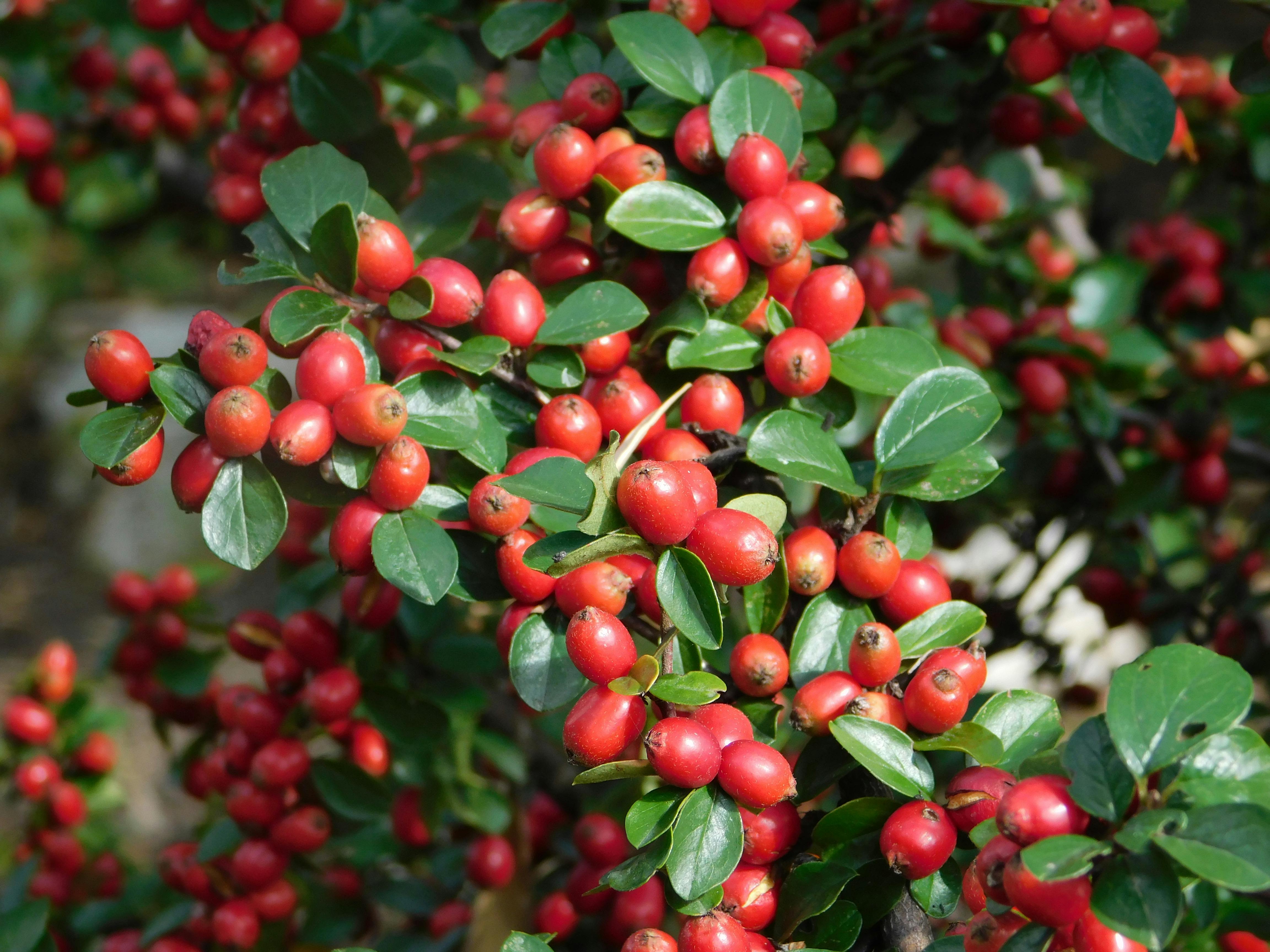 Red Hair Bush Photos, Download The BEST Free Red Hair Bush Stock Photos ...