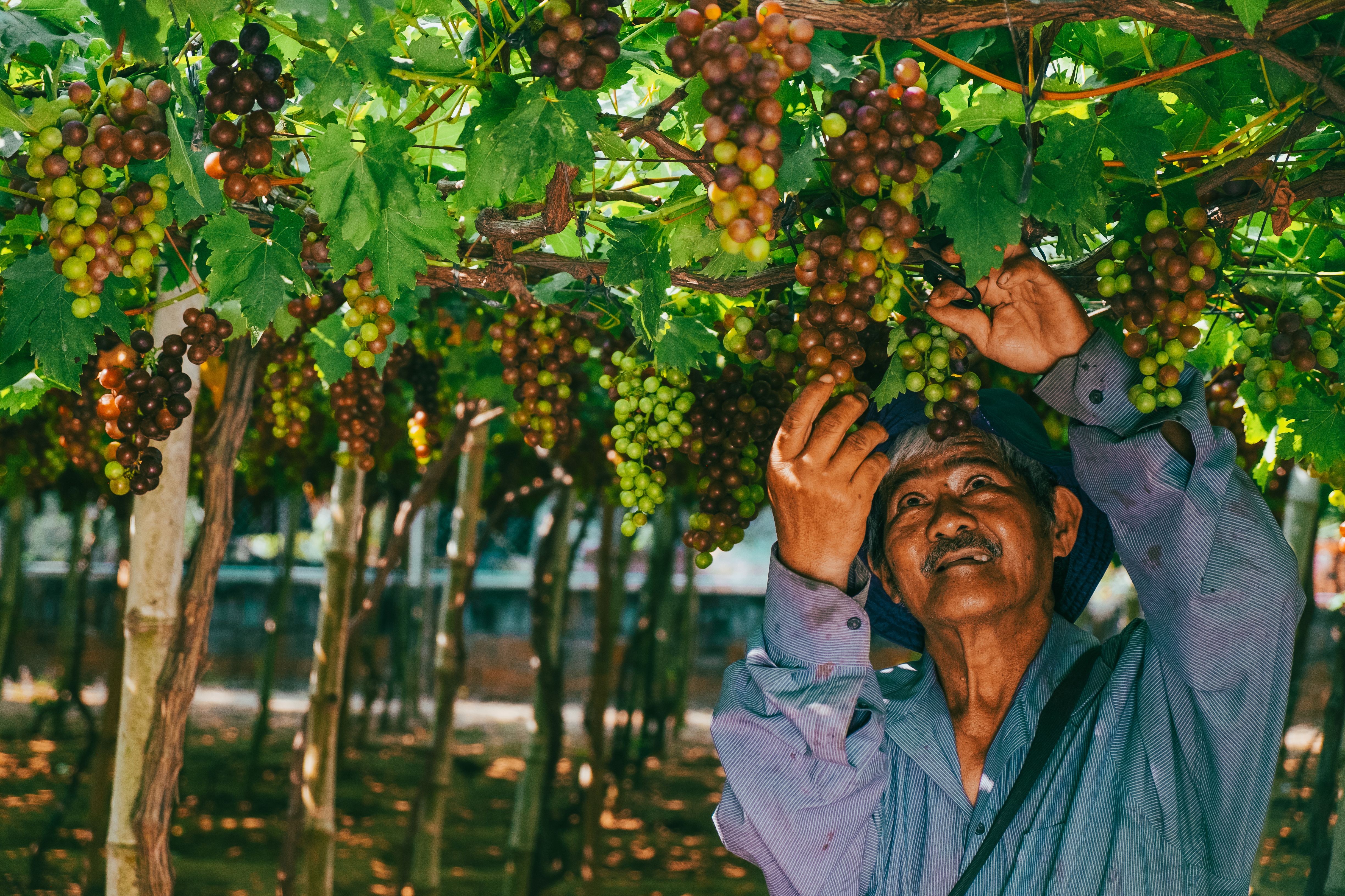 Elderly Man Harvesting Grapes in Vineyard · Free Stock Photo