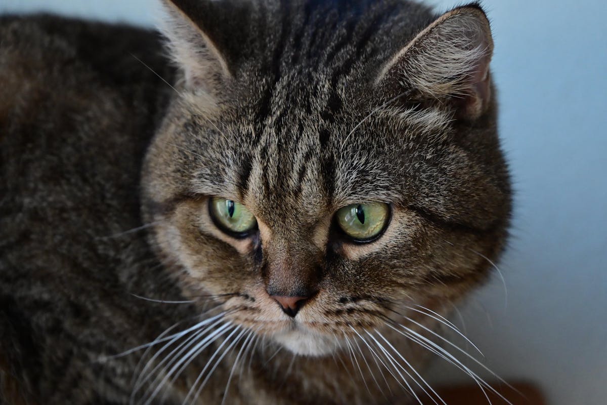 Tabby Cat Photos, Download The BEST Free Tabby Cat Stock Photos & HD Images