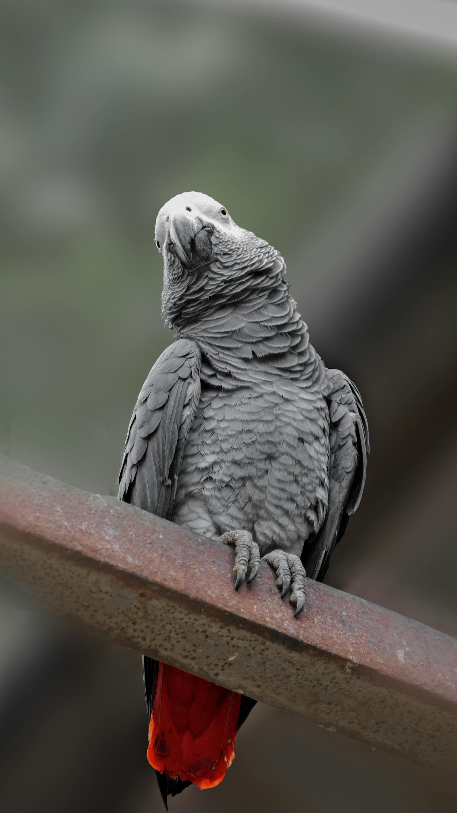 Parrot Images Photos, Download The BEST Free Parrot Images Stock Photos ...