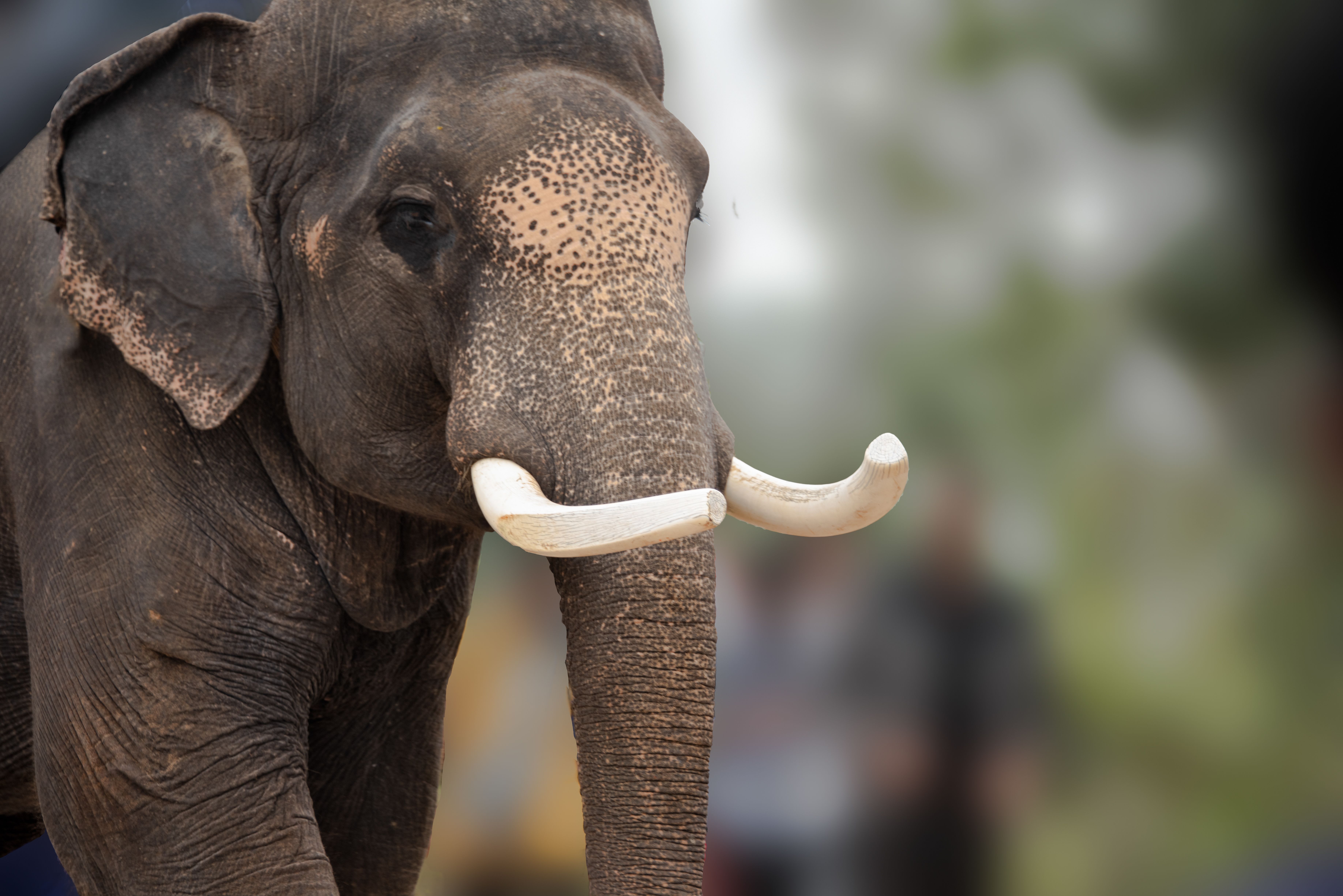 Animated Elephant Photos, Download The BEST Free Animated Elephant ...