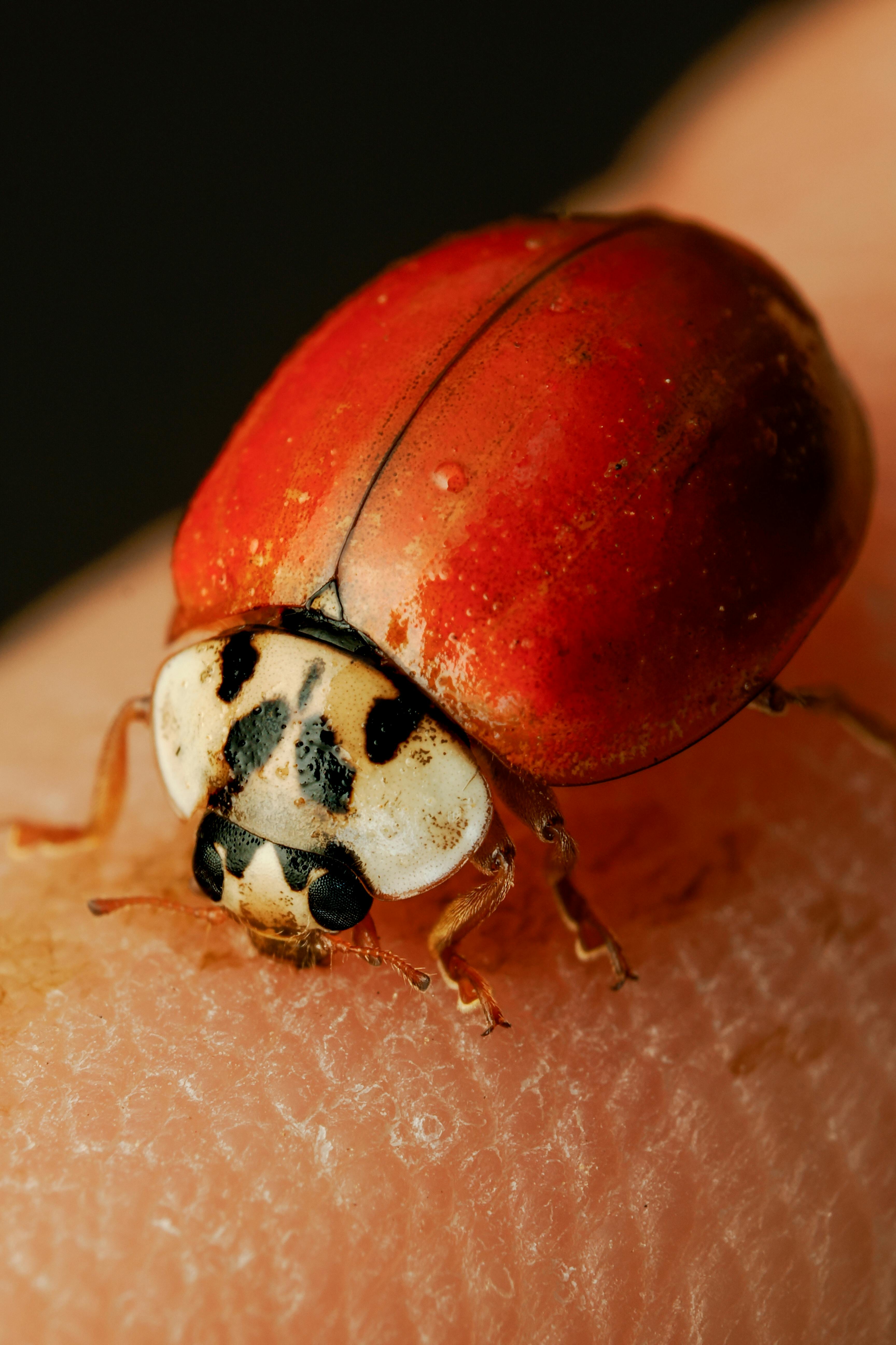 Best+Micro+Bikini+Gifs Photos, Download The BEST Free Best+Micro+Bikini ...